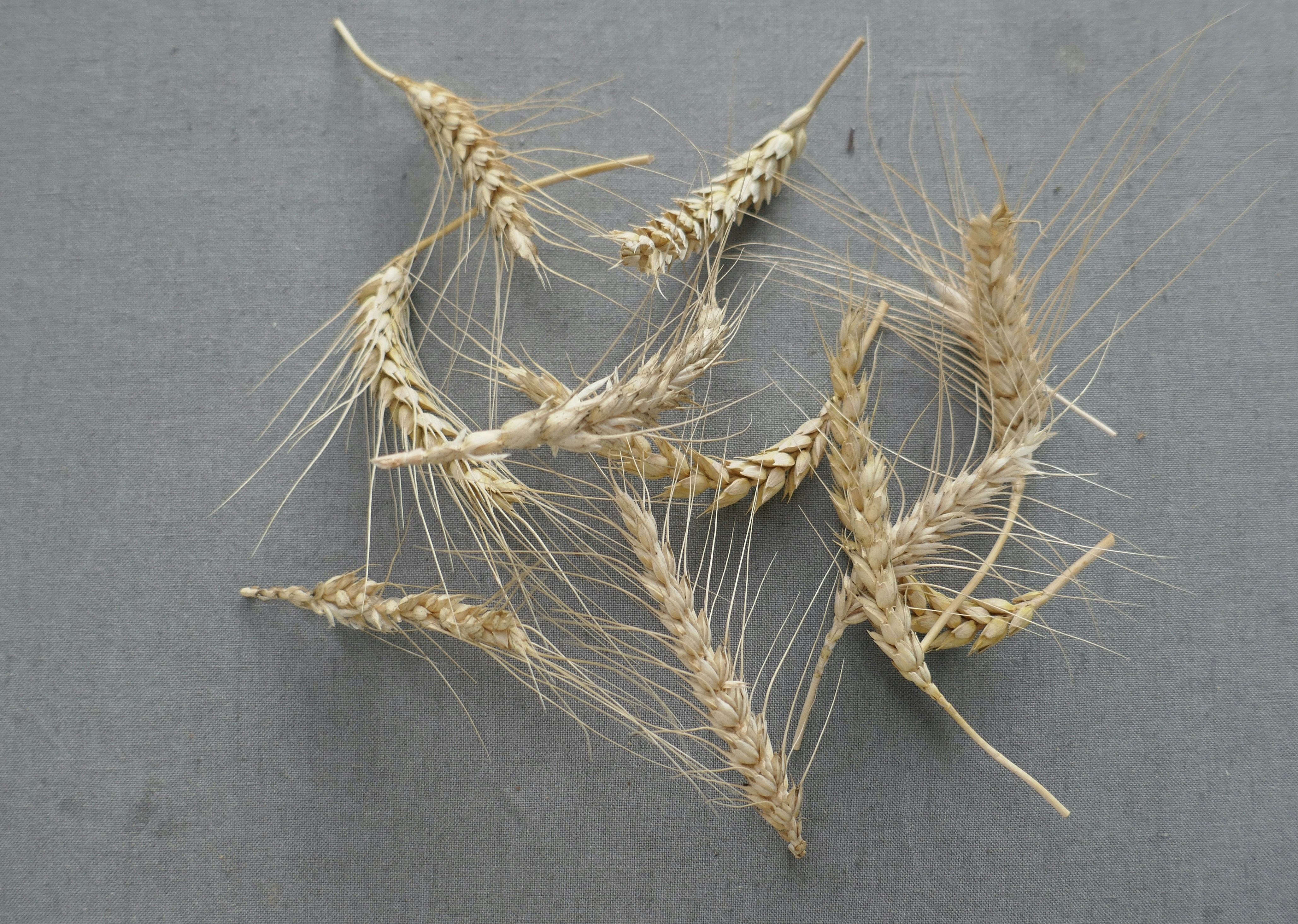 Nature's Textured Symphony