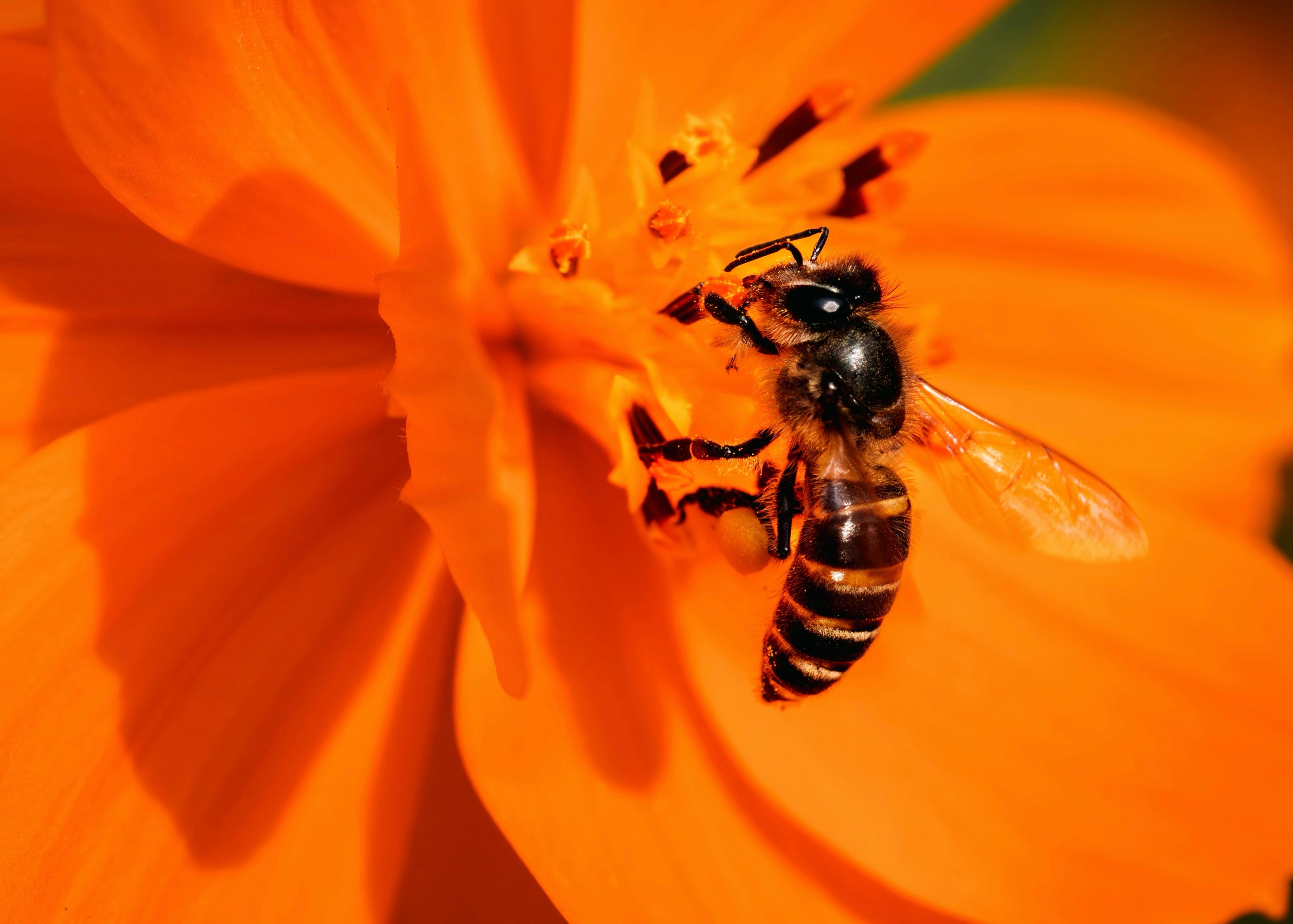 Symbiosis in Bloom: The Buzz of Nature