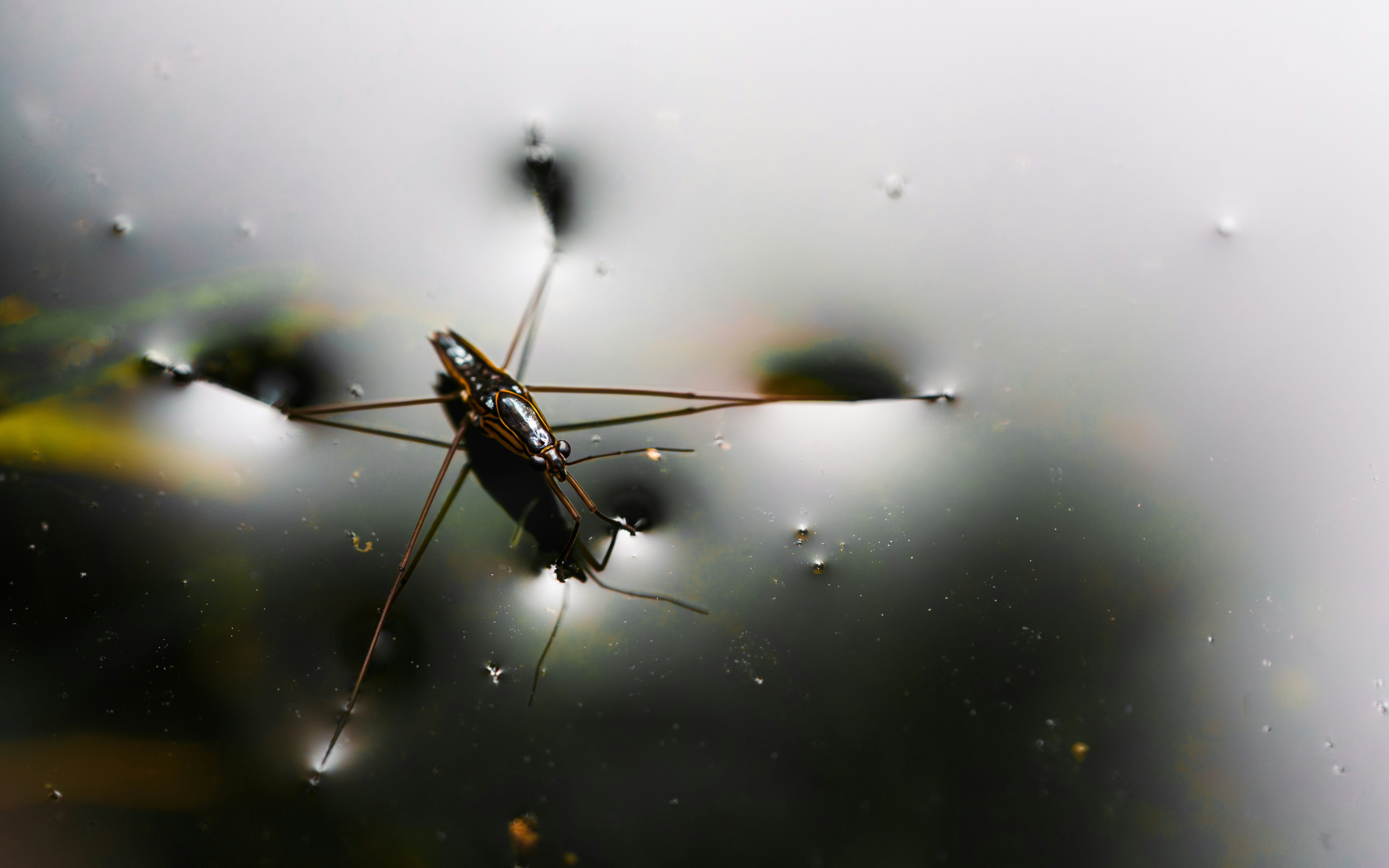 Elegance on Water's Surface: The Dance of a Water Strider