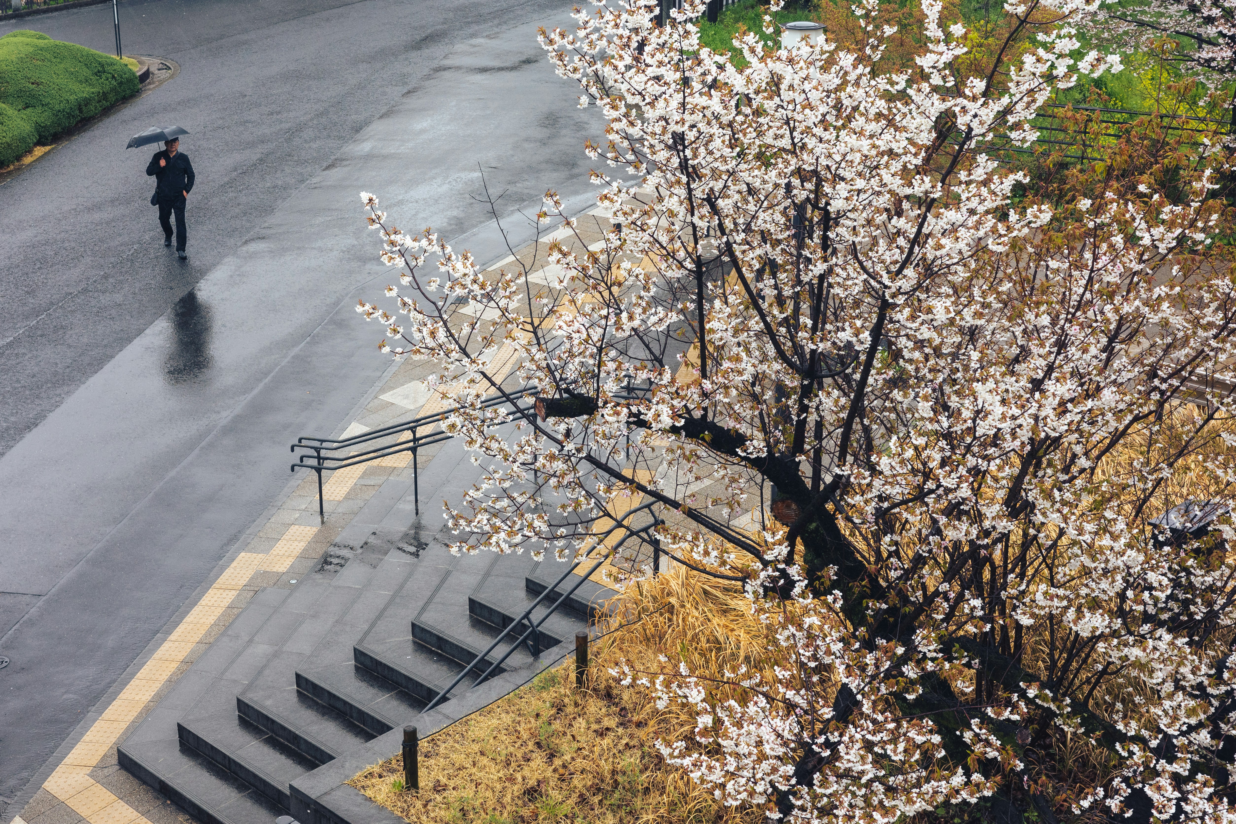 Blossoms Amidst the Rain: A Serene Stroll