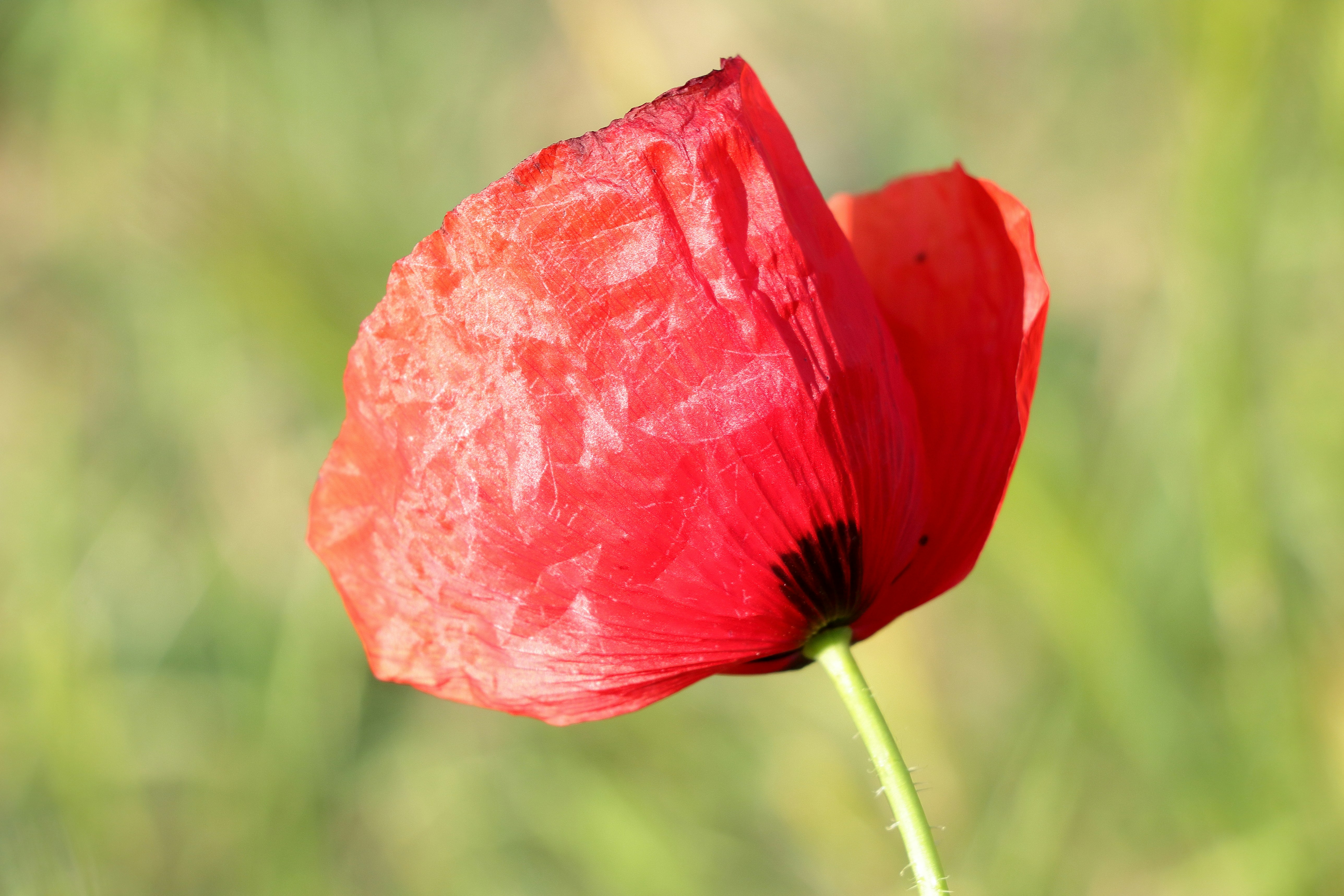 A beautiful red poppy flower.