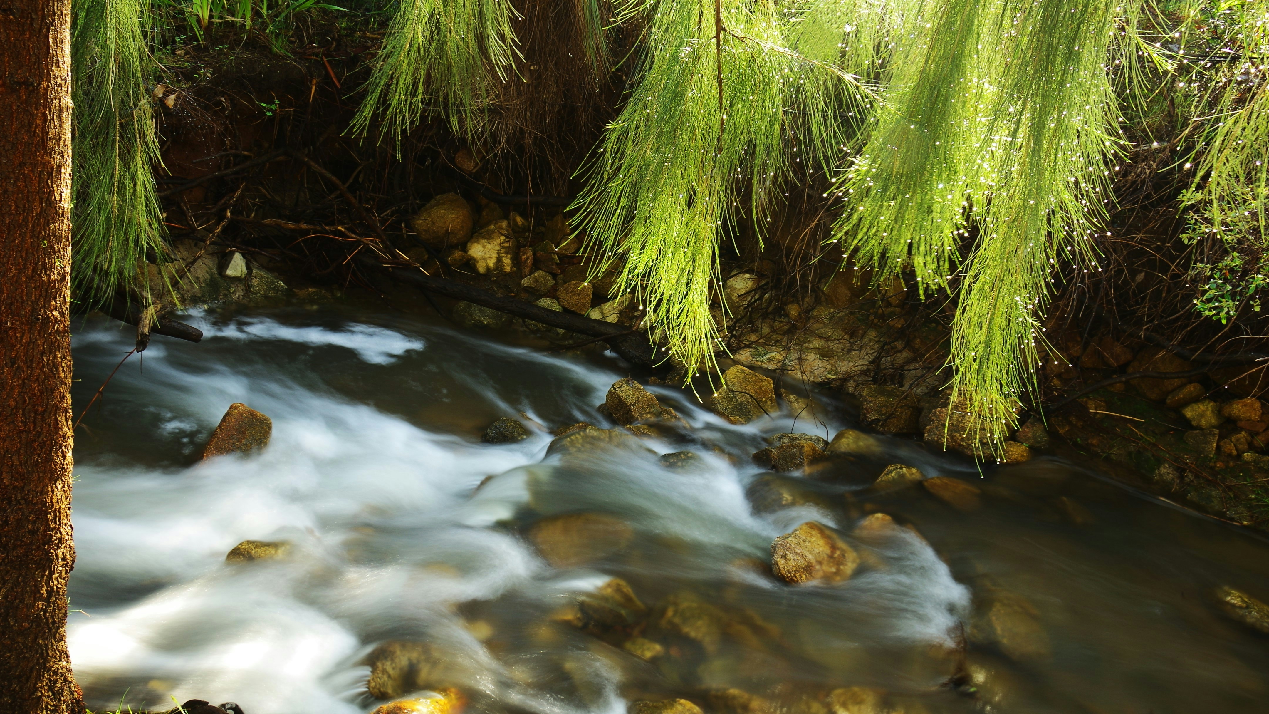 A rushing river flows under overhanging foliage. photo – Free Image on ...