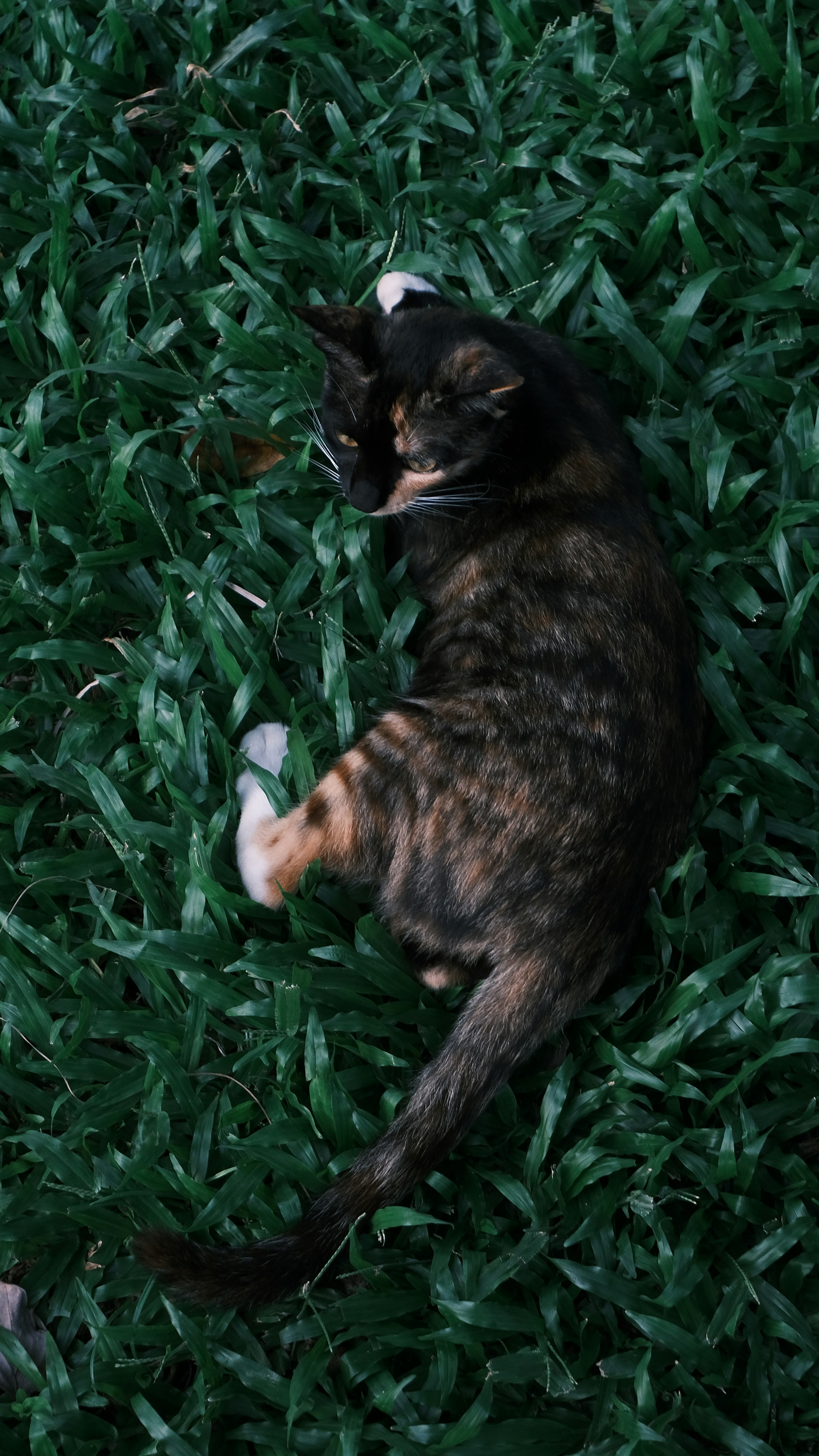 Whiskered Wanderer in a Green Oasis