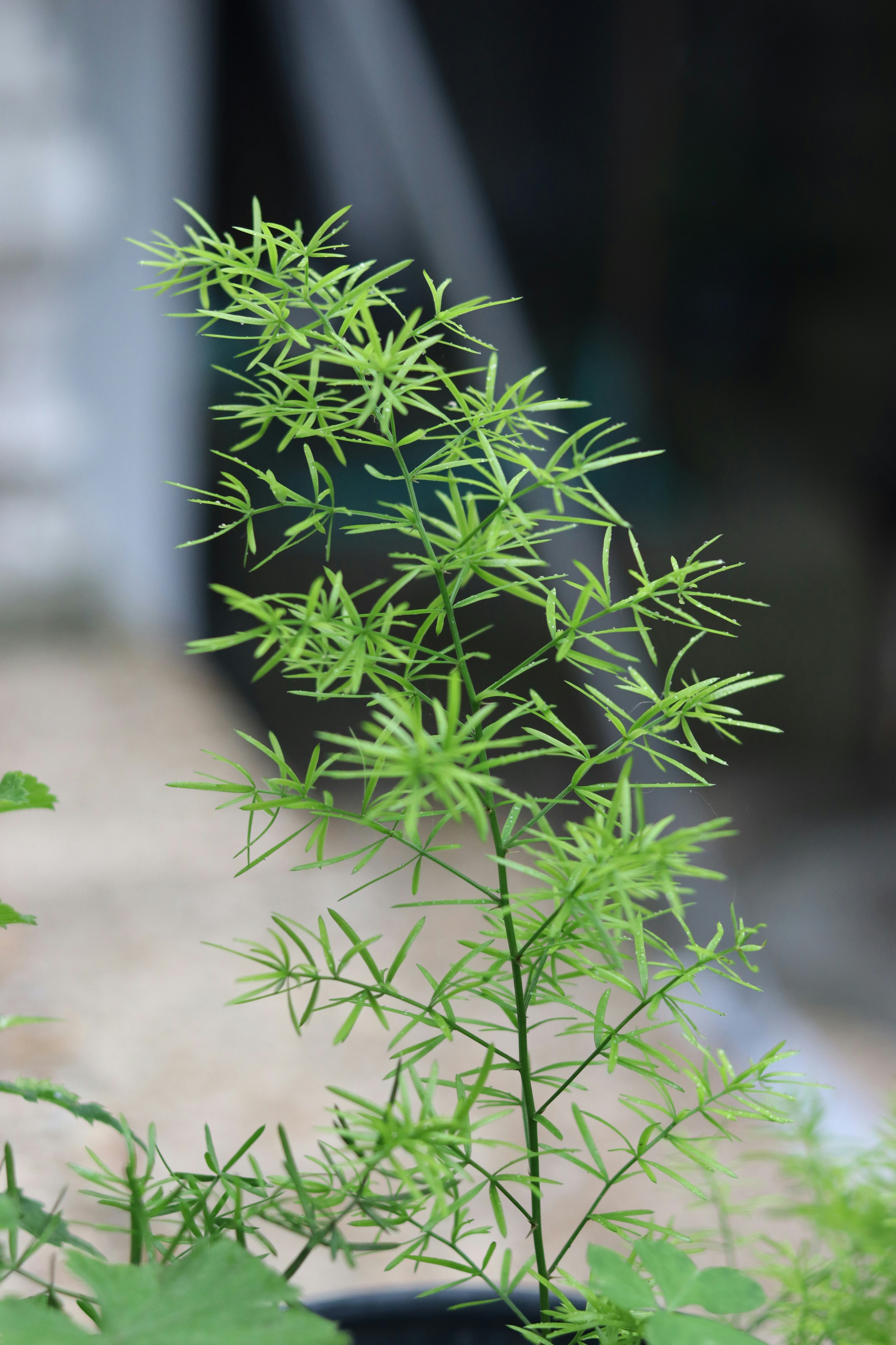A close-up shot of a fern-like plant.
