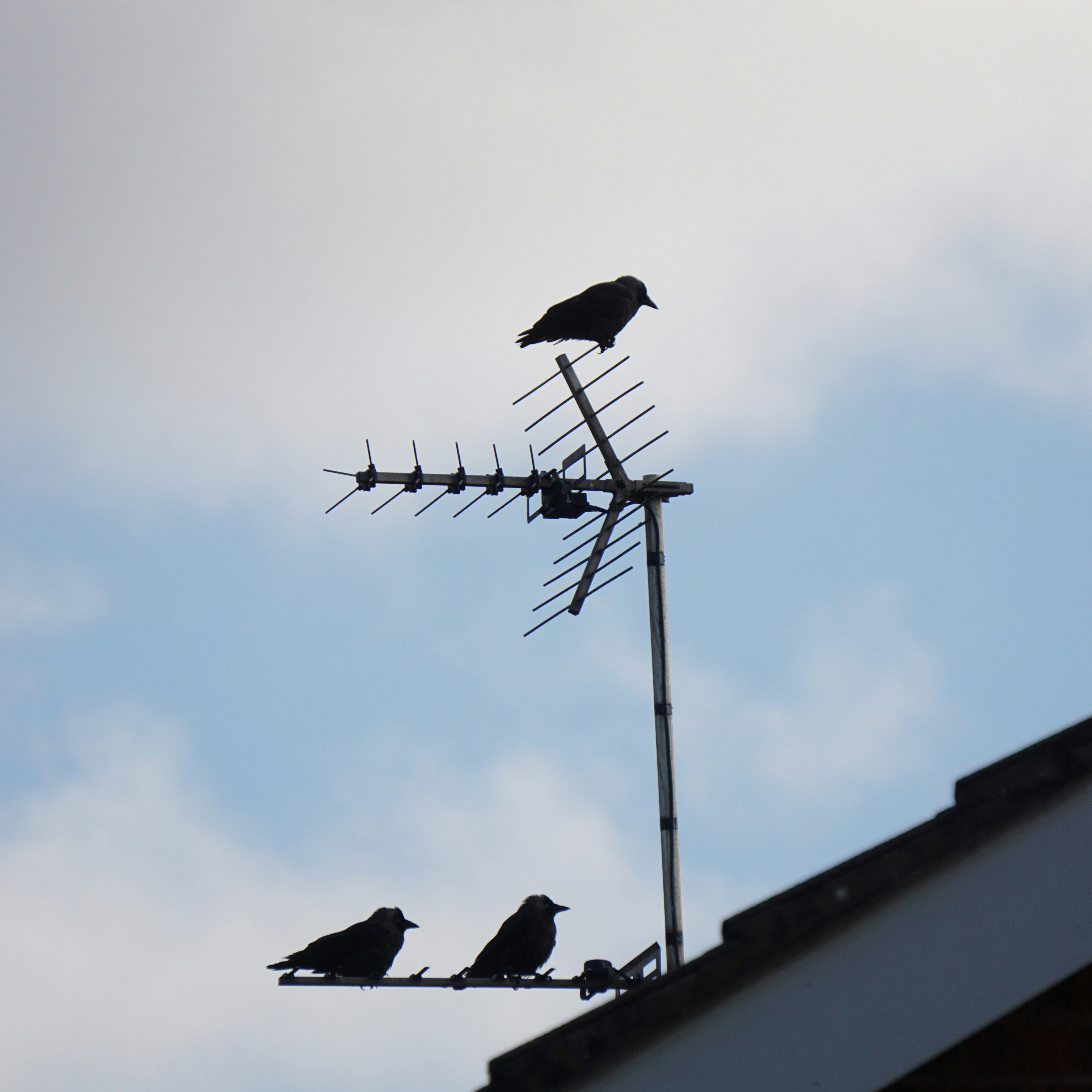 The Three Amigos - Crows on the aerial in Silhouette. | Three birds perch on a television antenna.