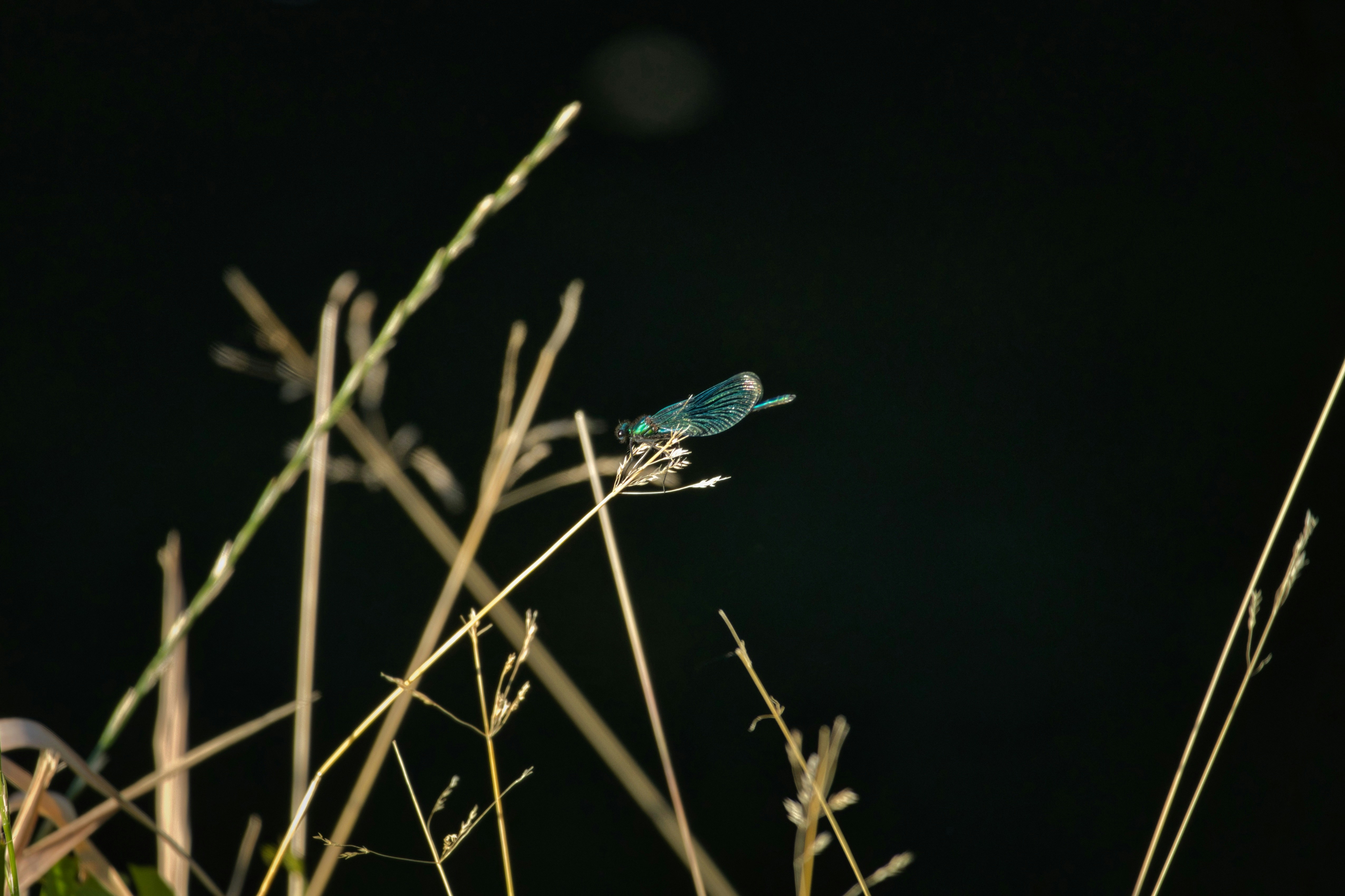 A Moment of Stillness: The Dragonfly's Perch