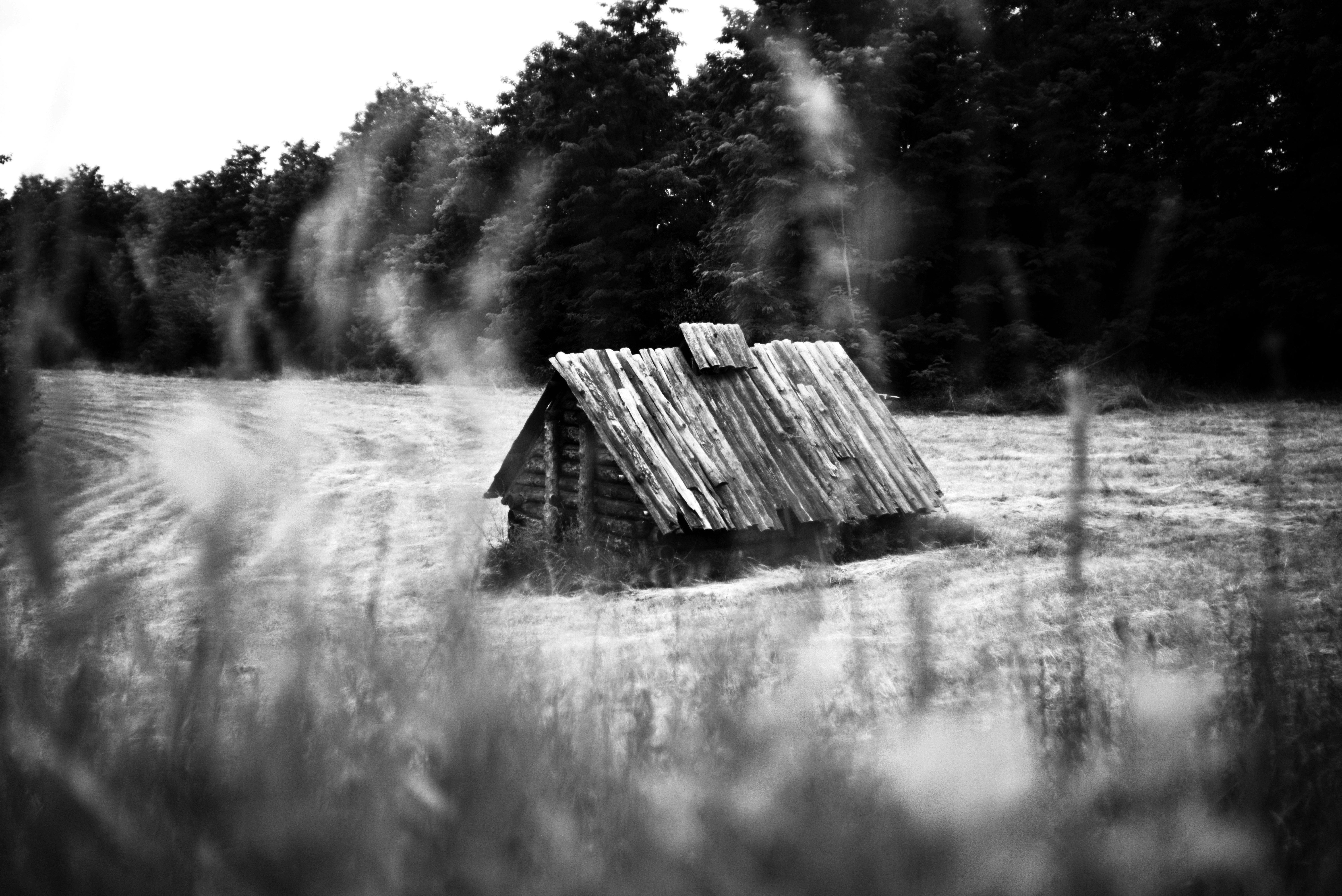 Weathered wooden cabin surrounded by tall grass in a monochrome landscape, evoking a sense of nostalgia and solitude.