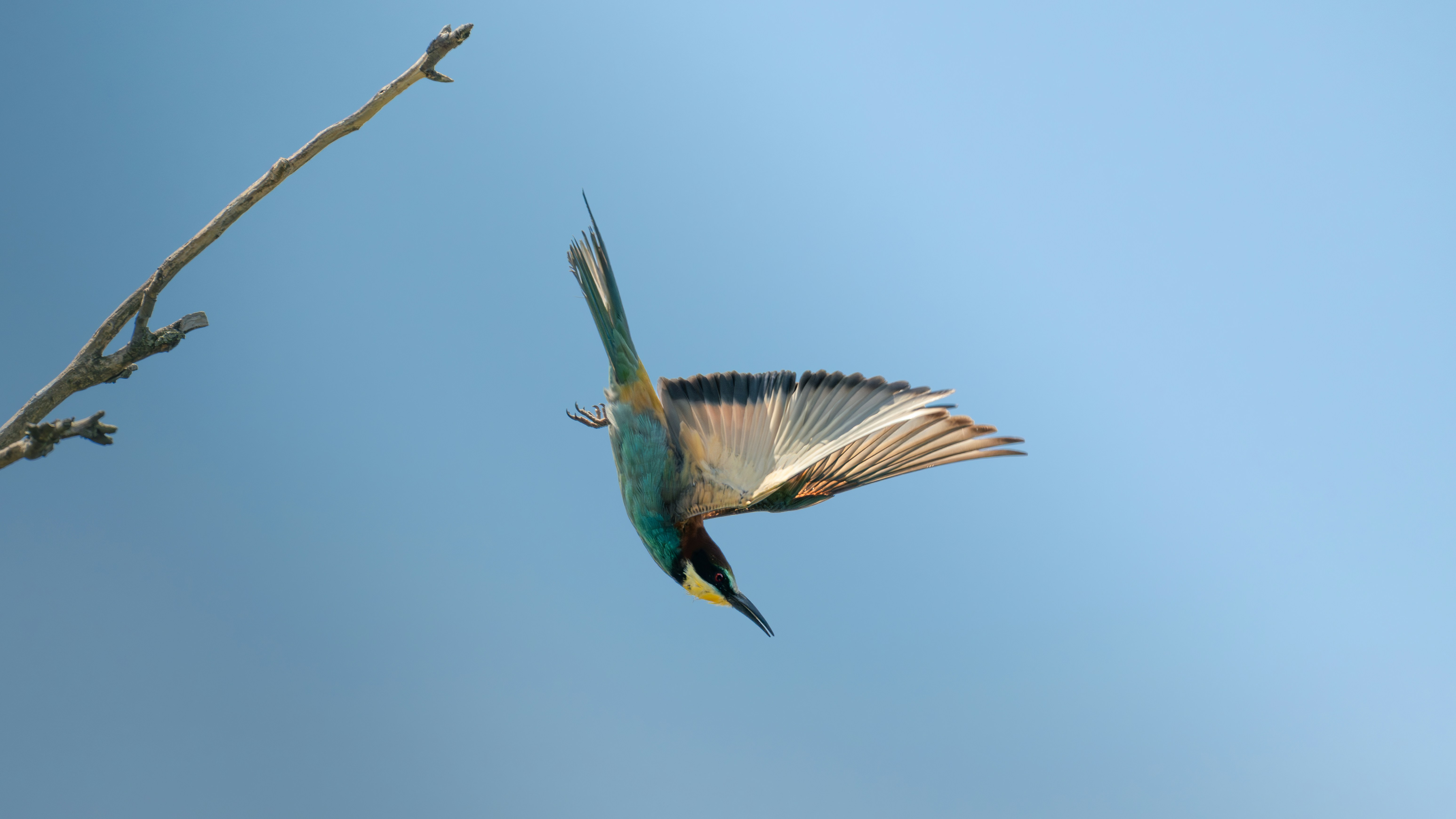A bird dives gracefully through the sky.