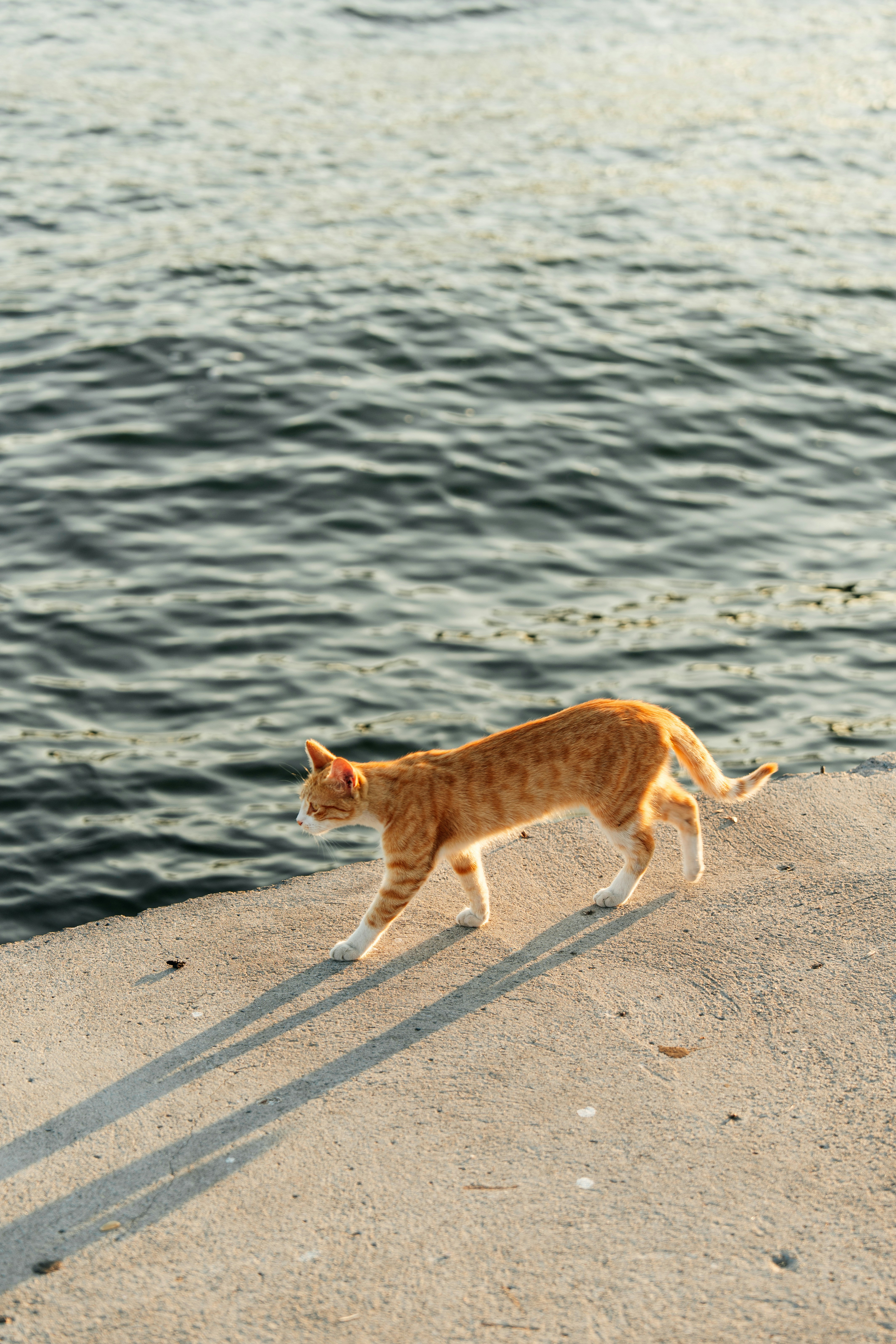 Sunlit Ginger Cat Traverses a Quiet Riverside Concrete Edge