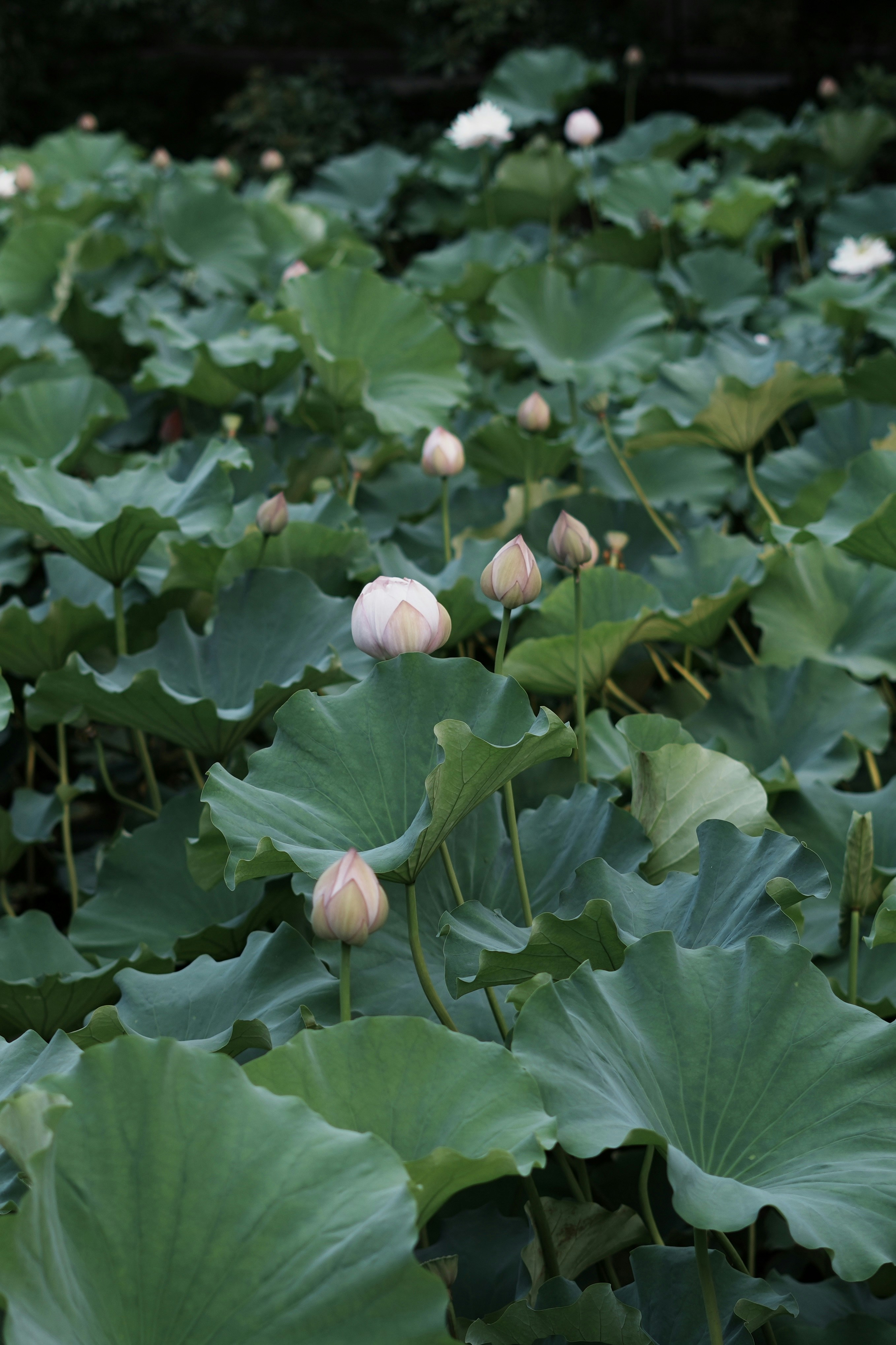Whispers of Serenity in Lotus Blooms