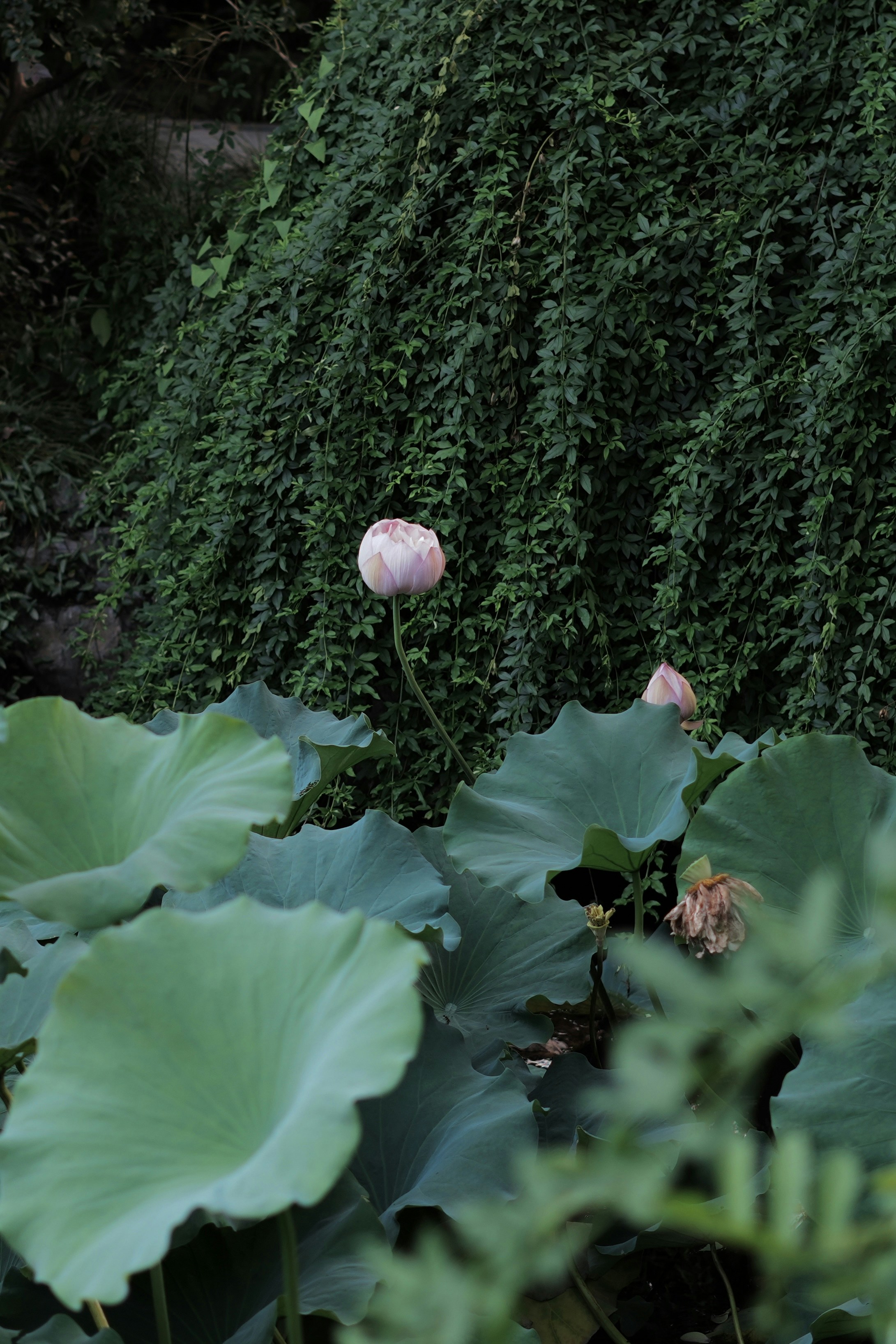 Whispers of Serenity: The Lotus in Bloom
