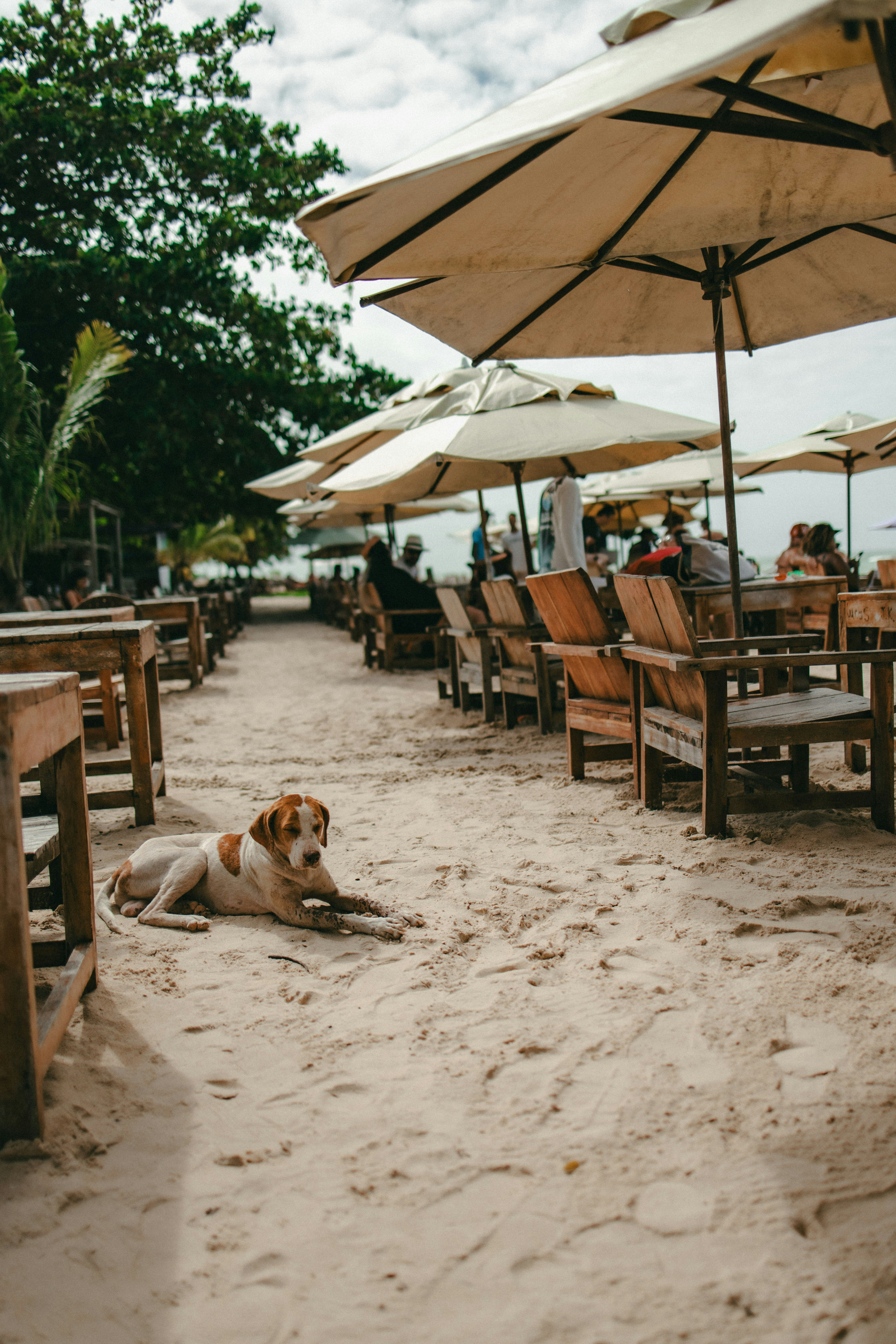 A relaxed dog lying on the sandy beach path, surrounded by wooden tables and umbrellas, with beachgoers enjoying the sunny day.