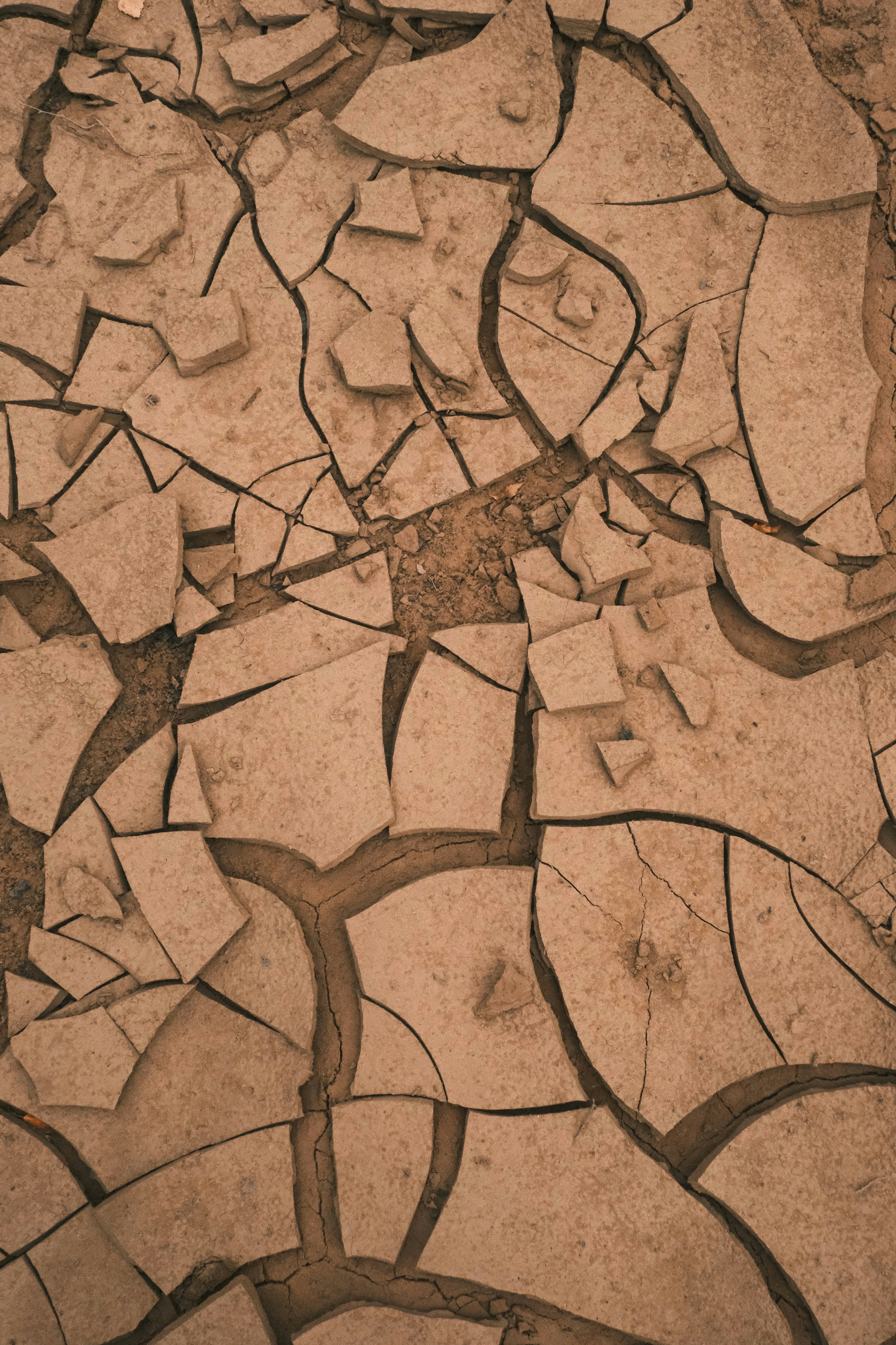 Cracked Earth: A Tapestry of Resilience