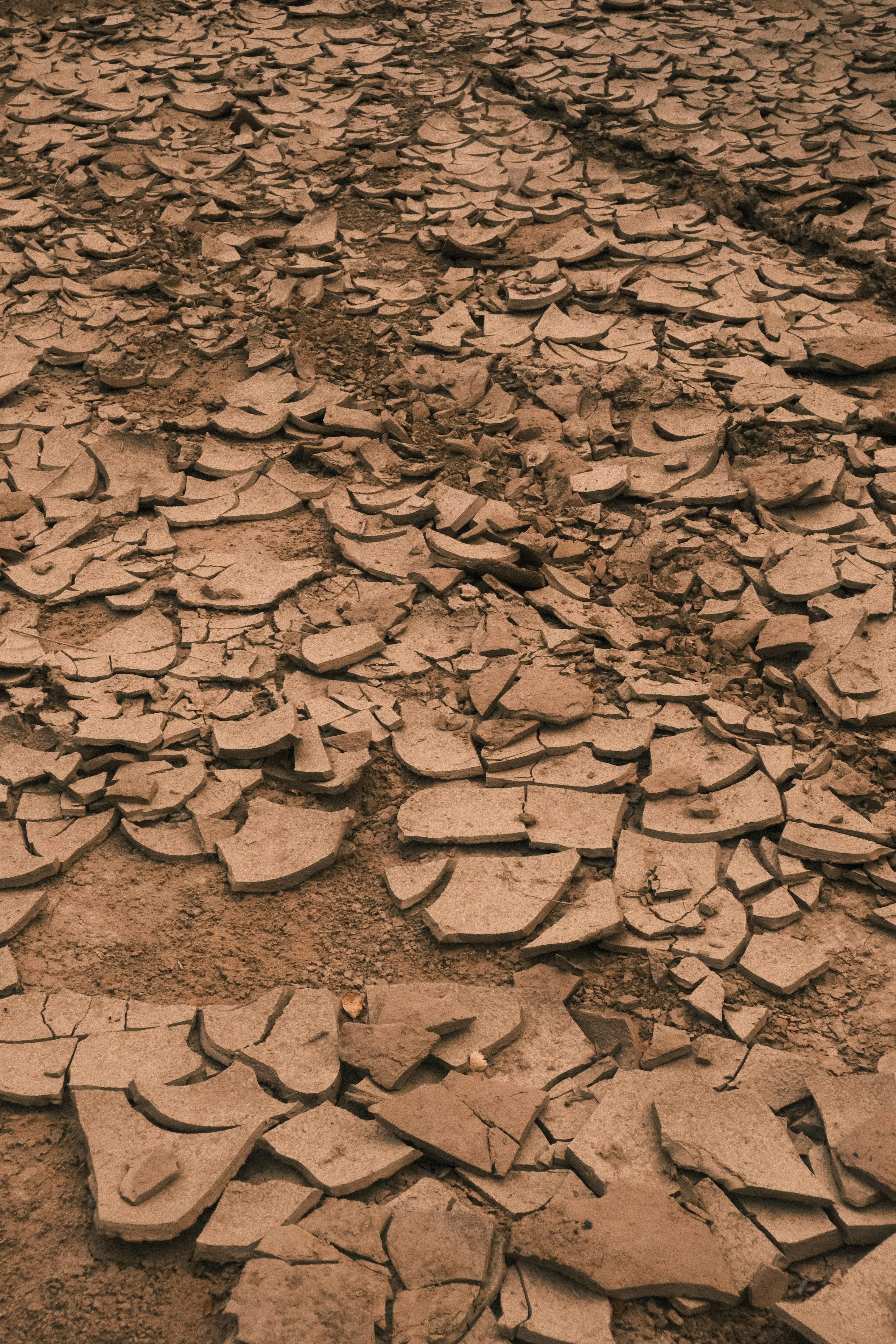 Cracked Earth: A Testament to Nature's Resilience