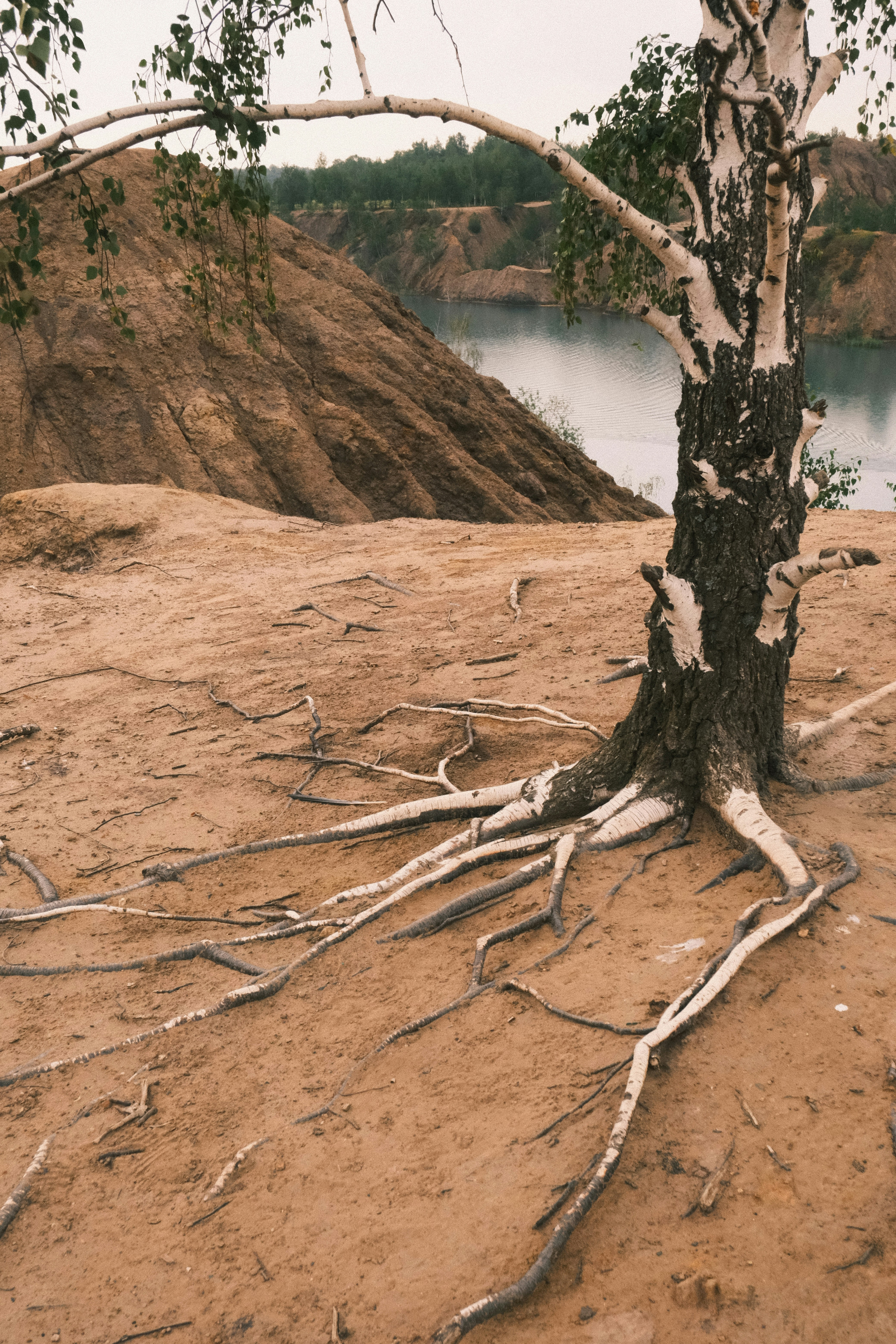 Roots of Resilience: Nature's Tenacity on the Edge