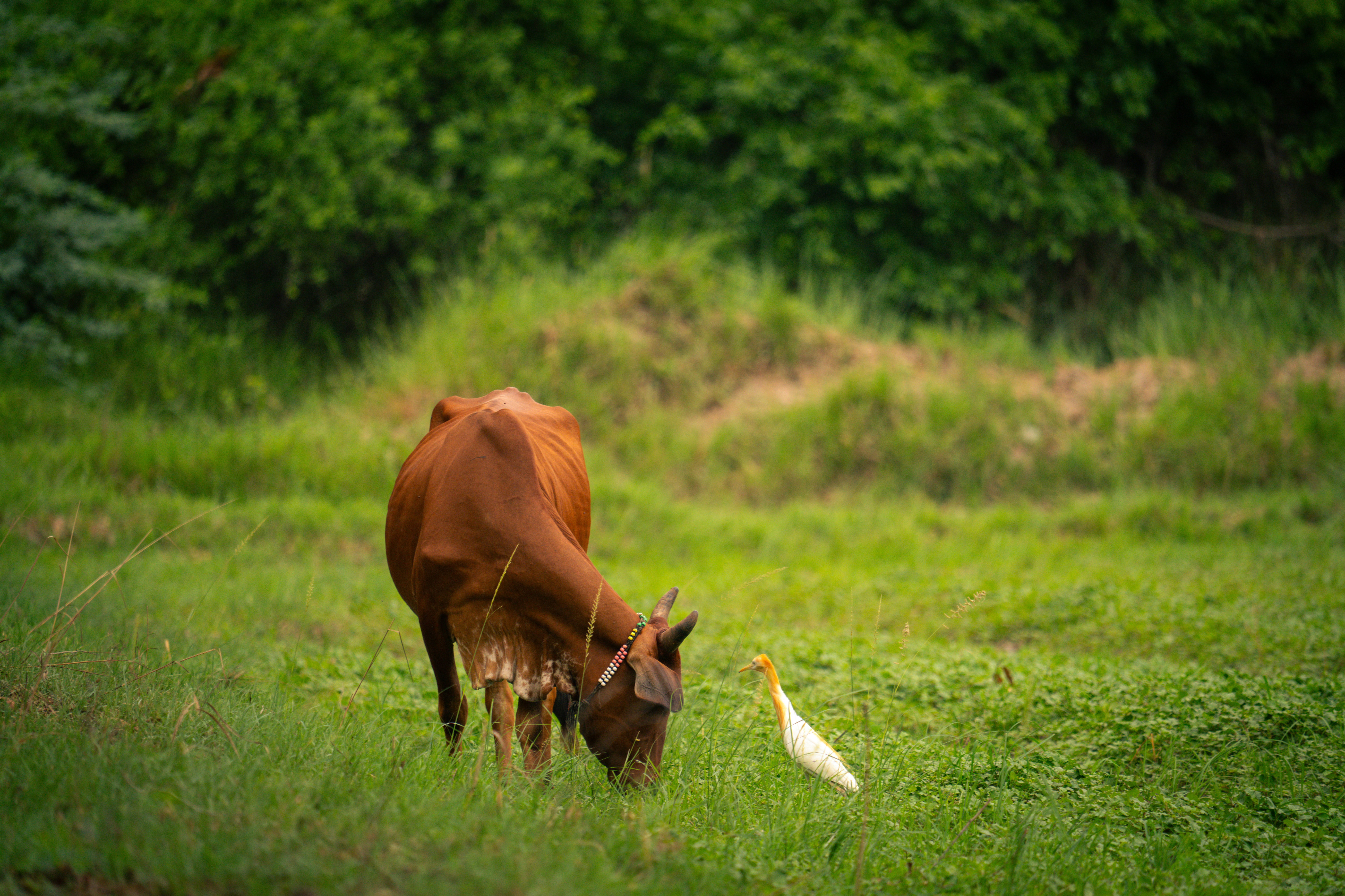 A cow calmly grazing in a lush field beside a white egret. A peaceful depiction of rural harmony and nature. | A cow grazes beside a bird in a meadow.