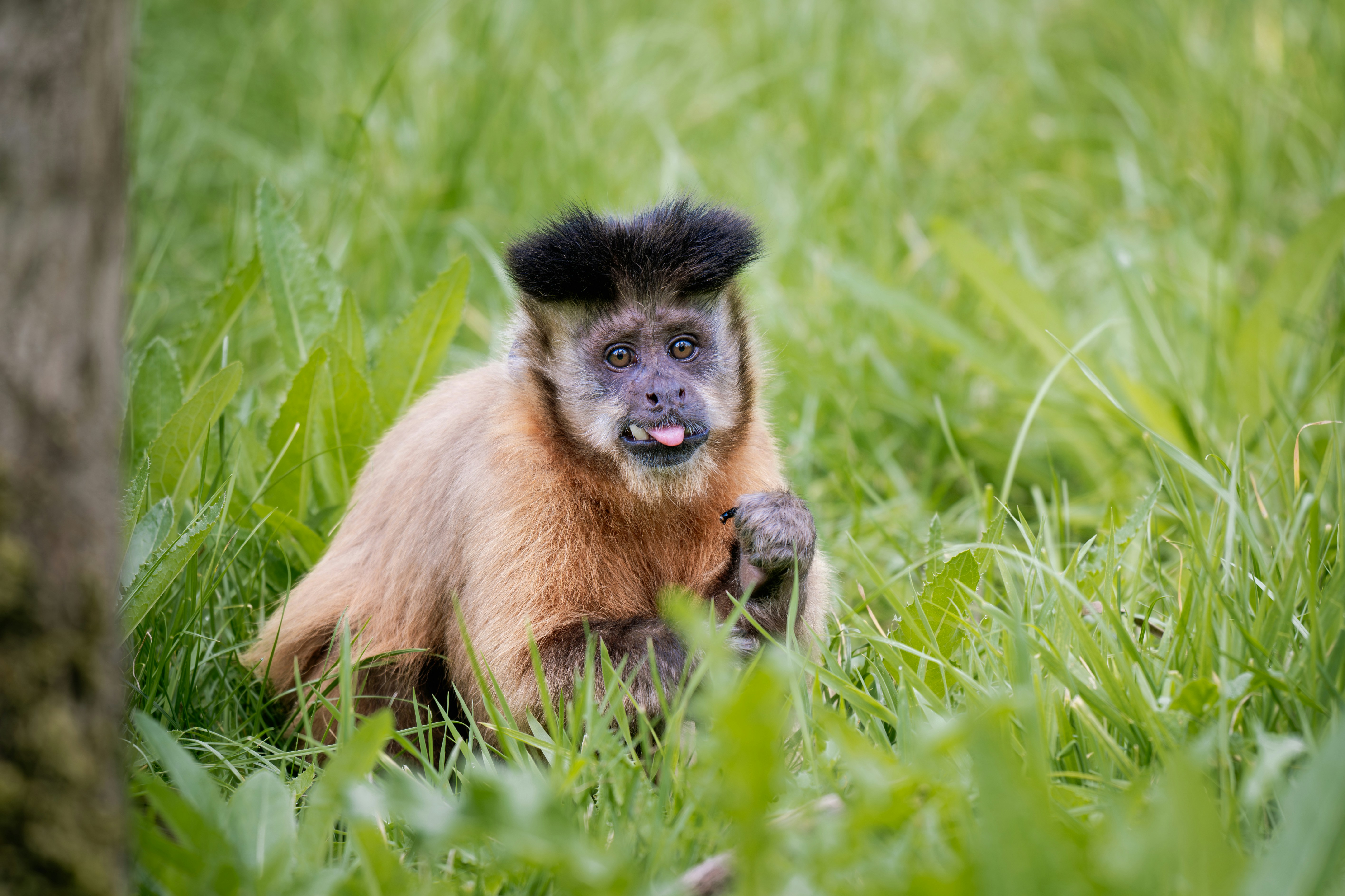 Curious Capuchin in a Lush Green Haven