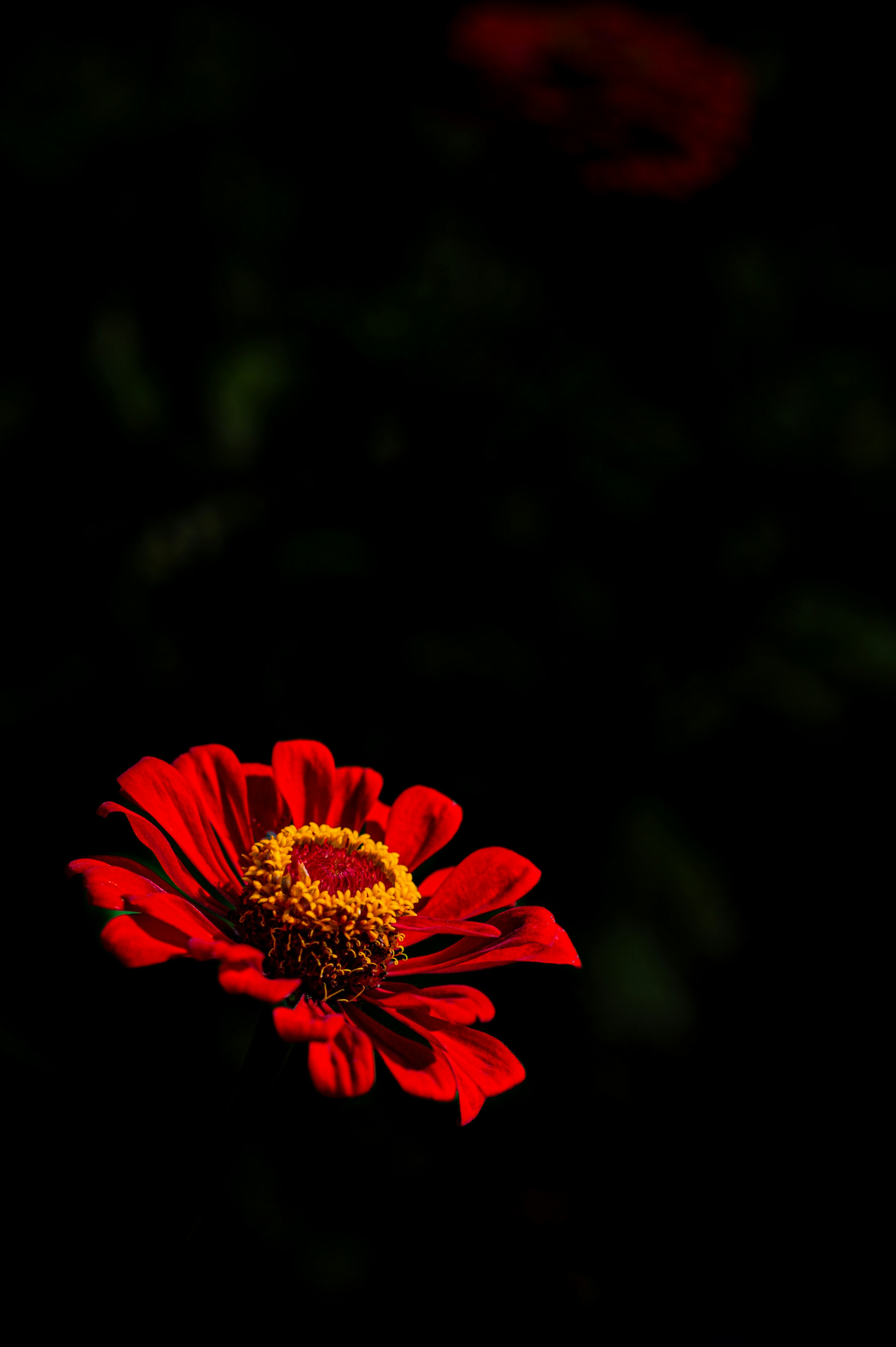 A vibrant red flower blooms in darkness.