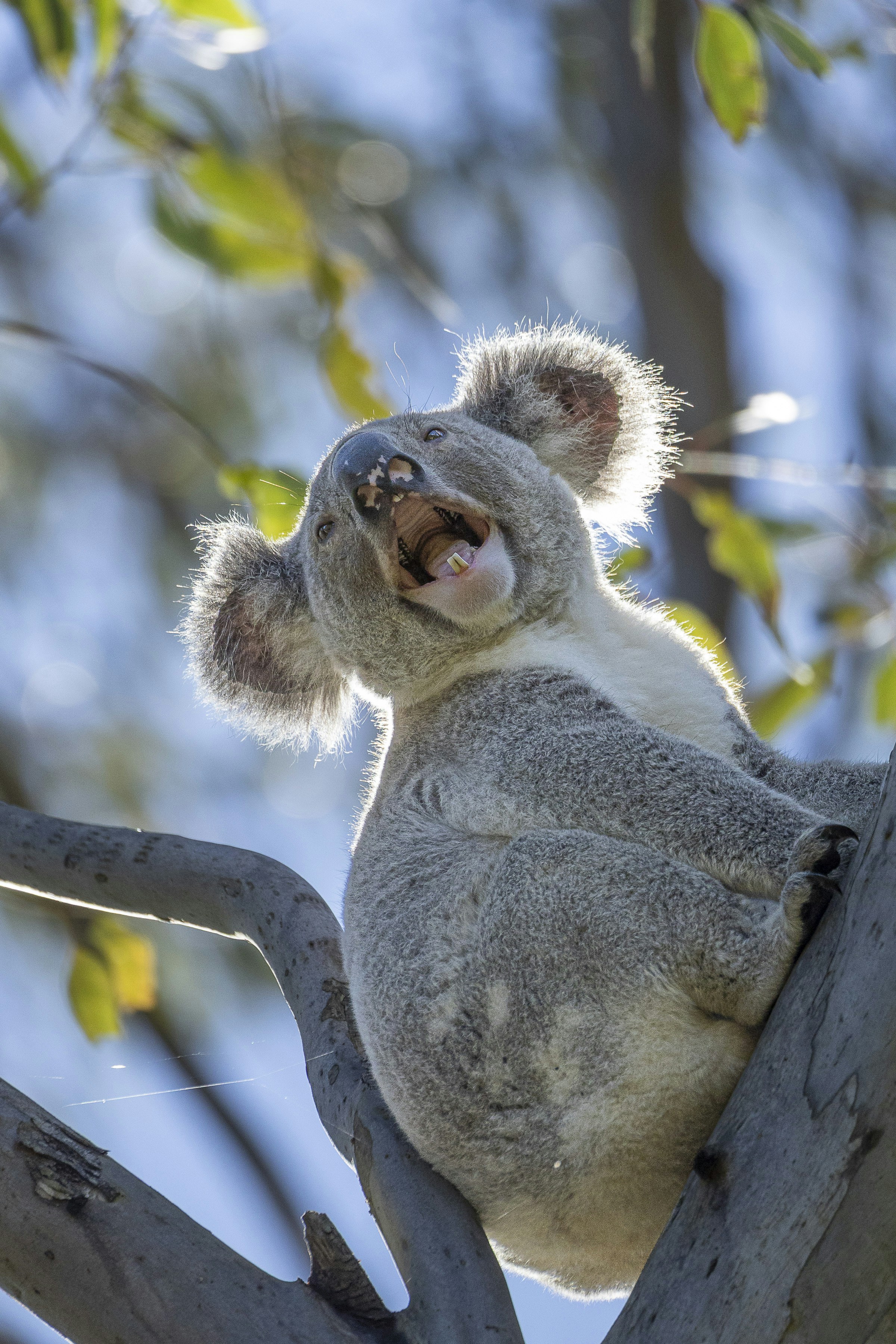 Eucalyptus Serenade: The Koala's Call