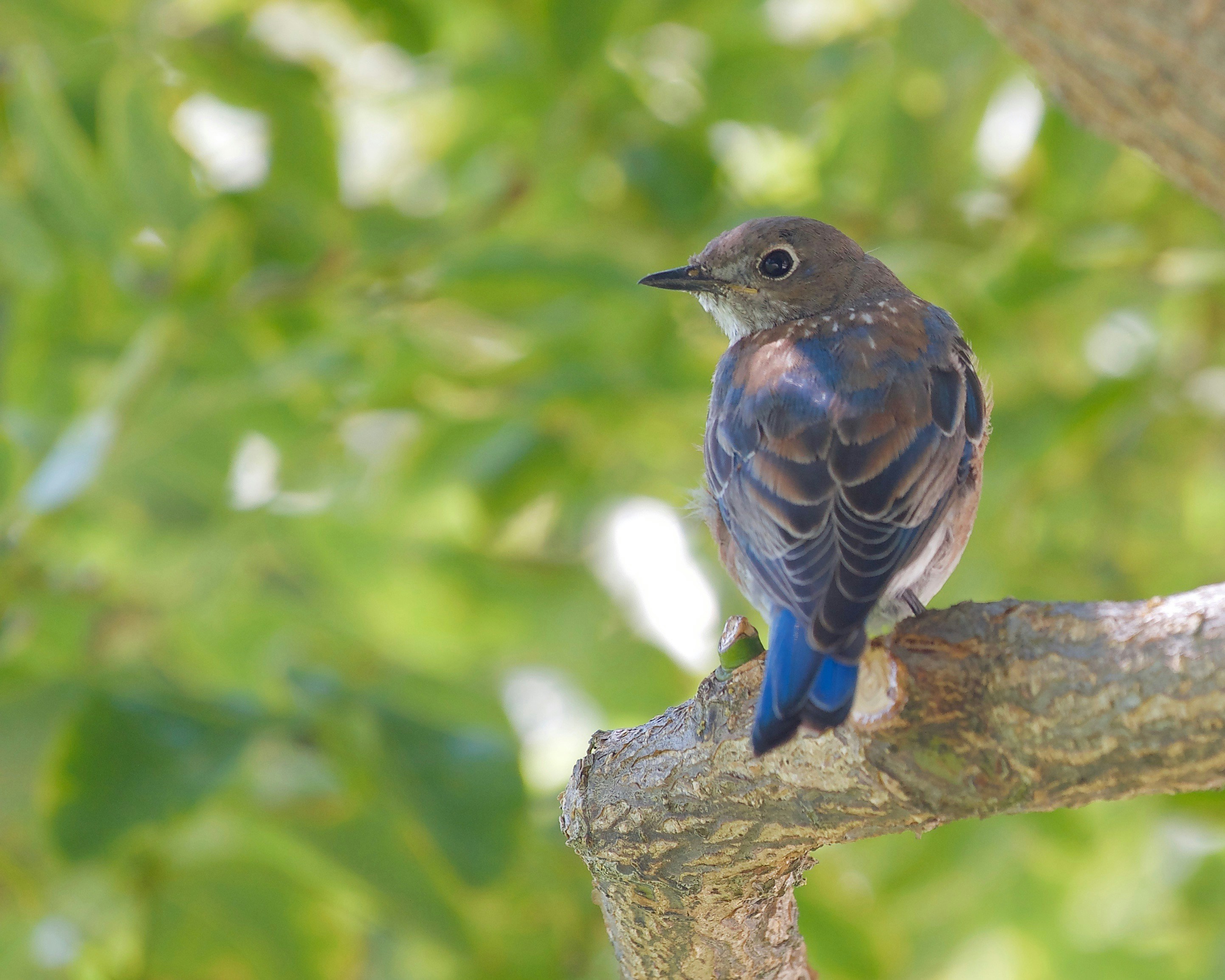 Whispers of Nature: A Bluebird's Solitude