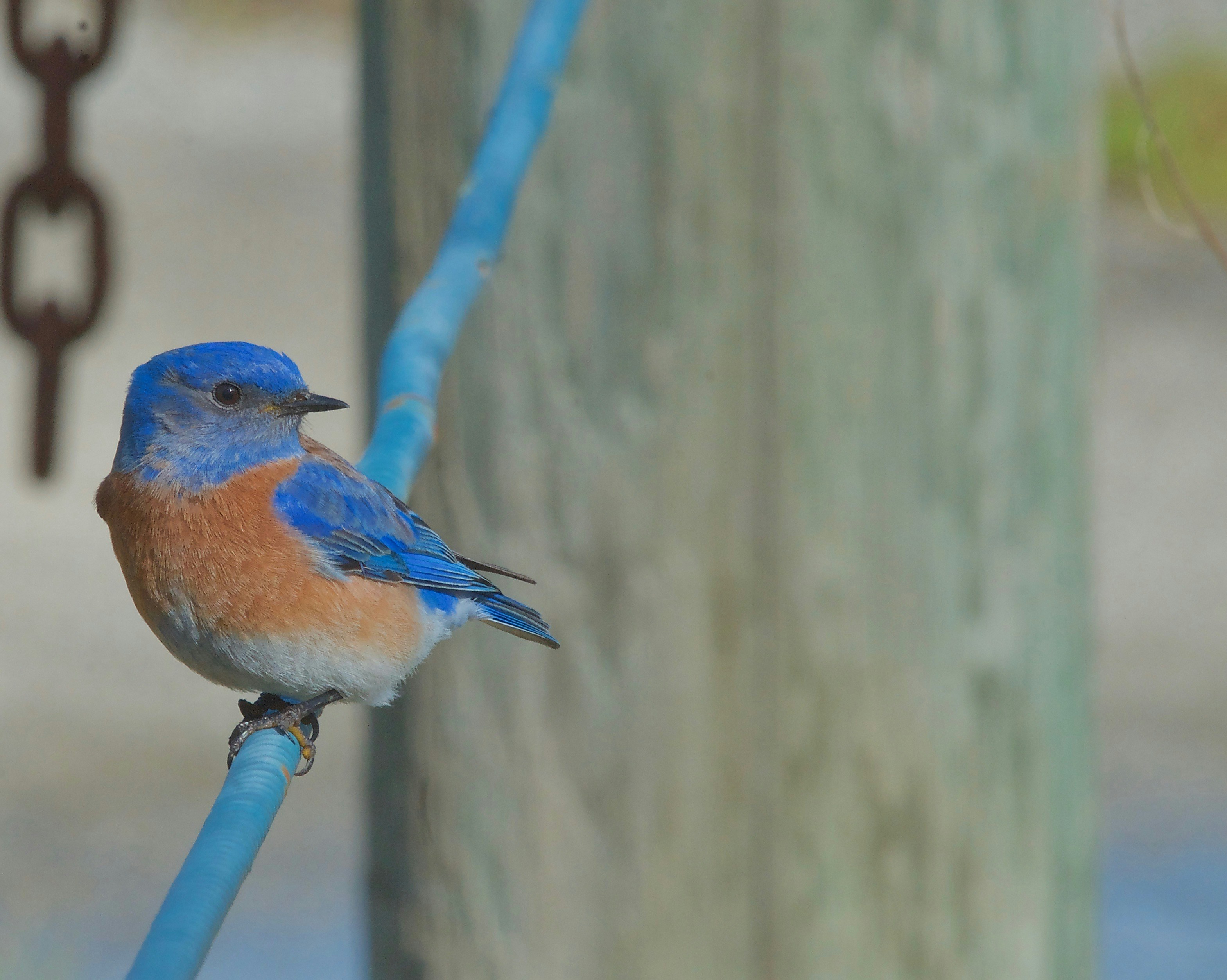 Azure Ember Perched on a Cerulean Rail