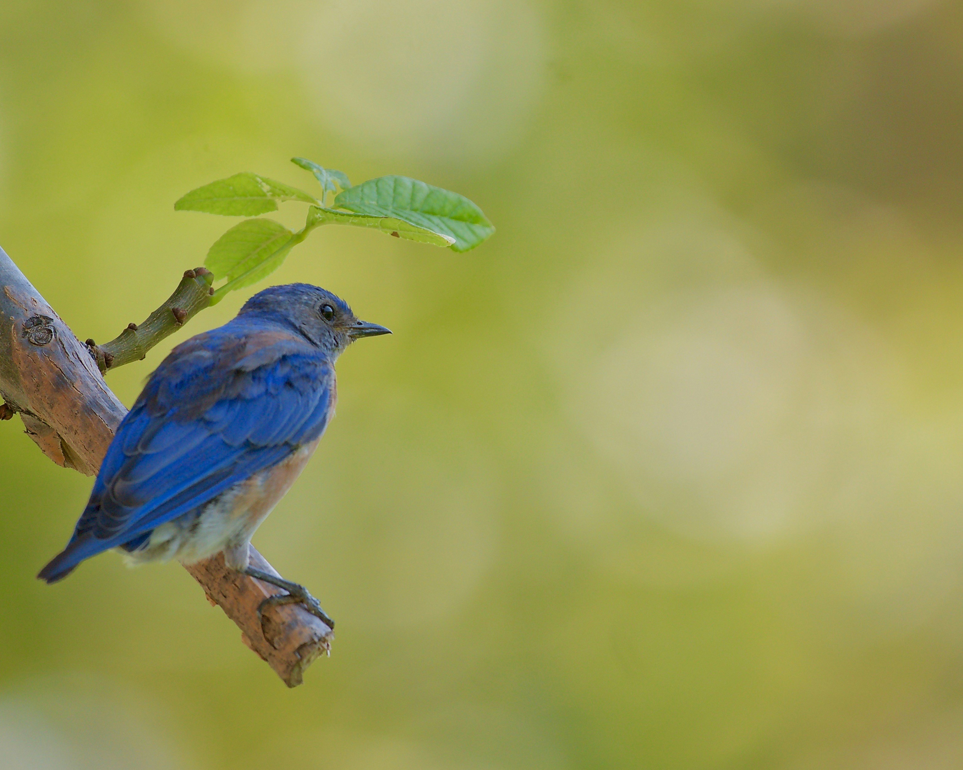 Azure Warbler on a Sunlit Branch: Quiet Focus in a Green Backdrop