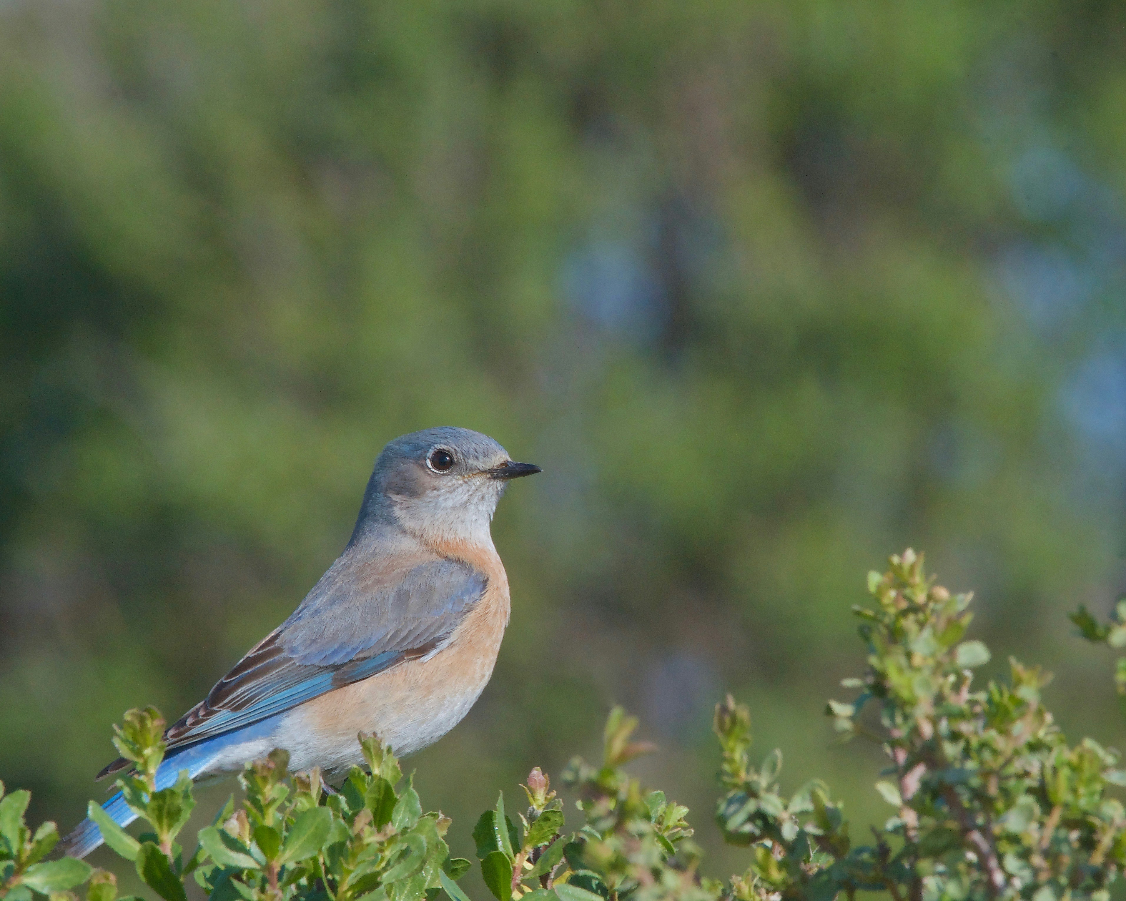 Azure-tinged Bluebird on a Quiet Shrub