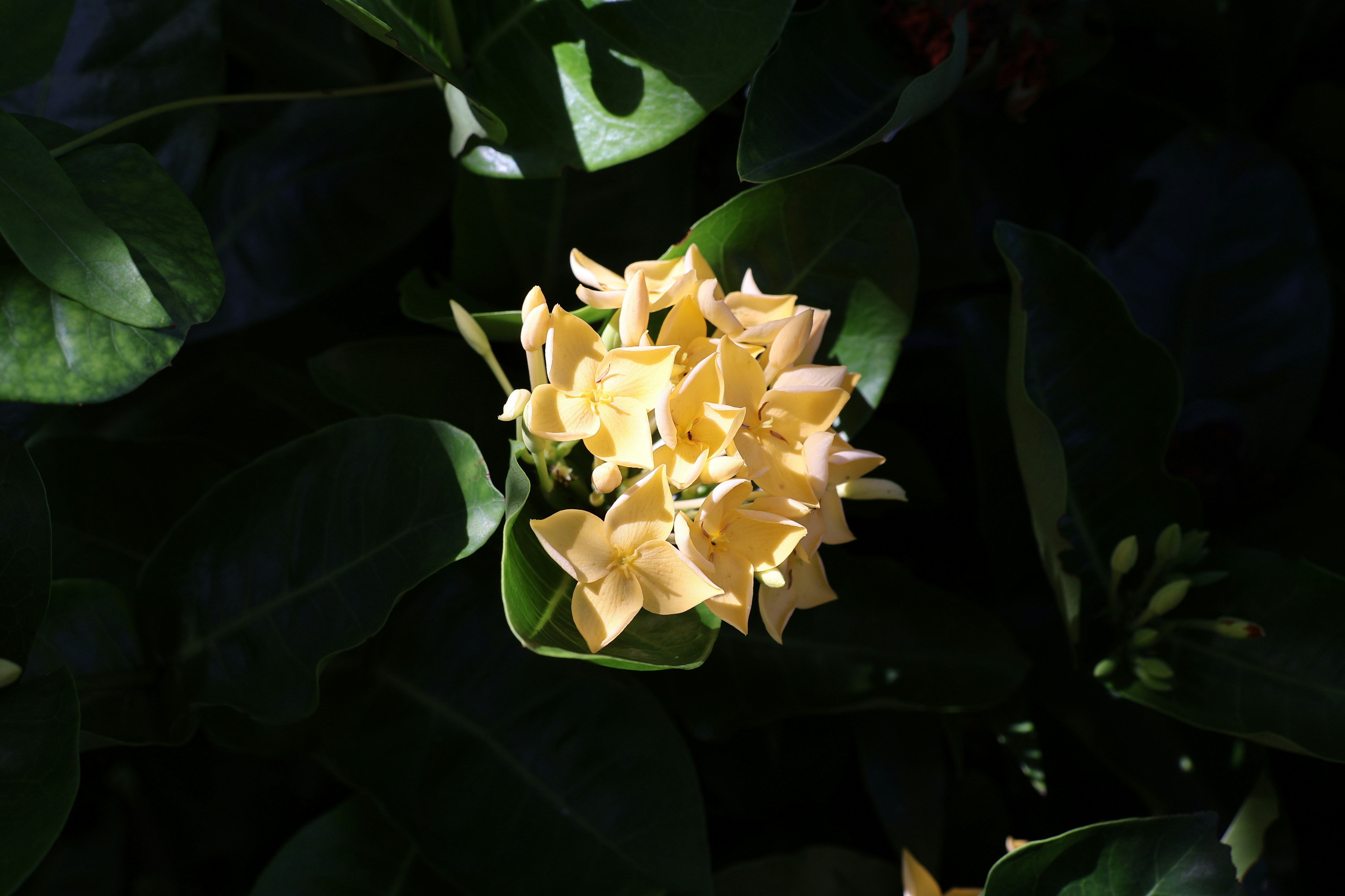 Cluster of yellow flowers emerging from lush green foliage, illuminated by soft light. 