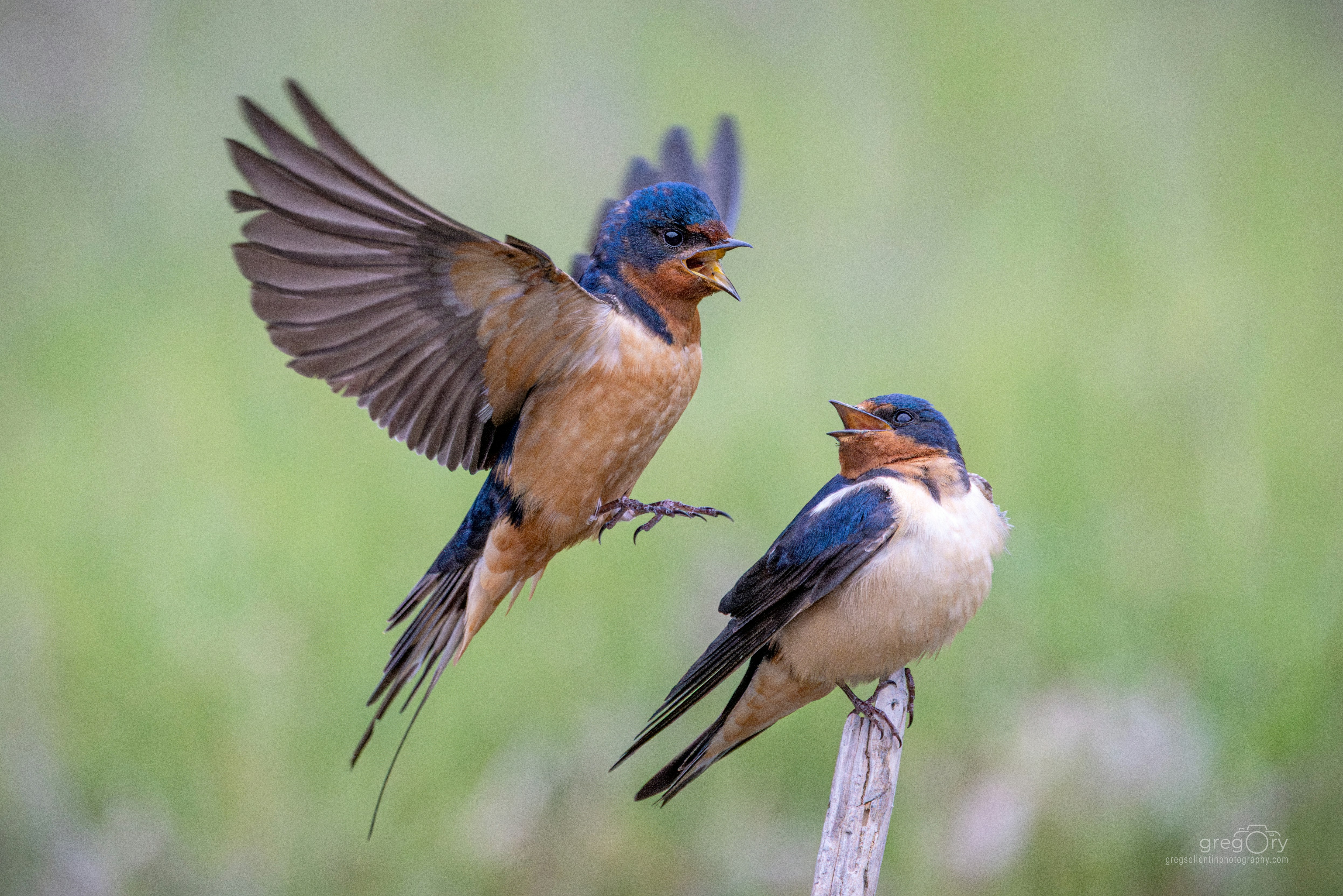 Two barn swallows interacting in a grassy field. photo – Free Image on Unsplash