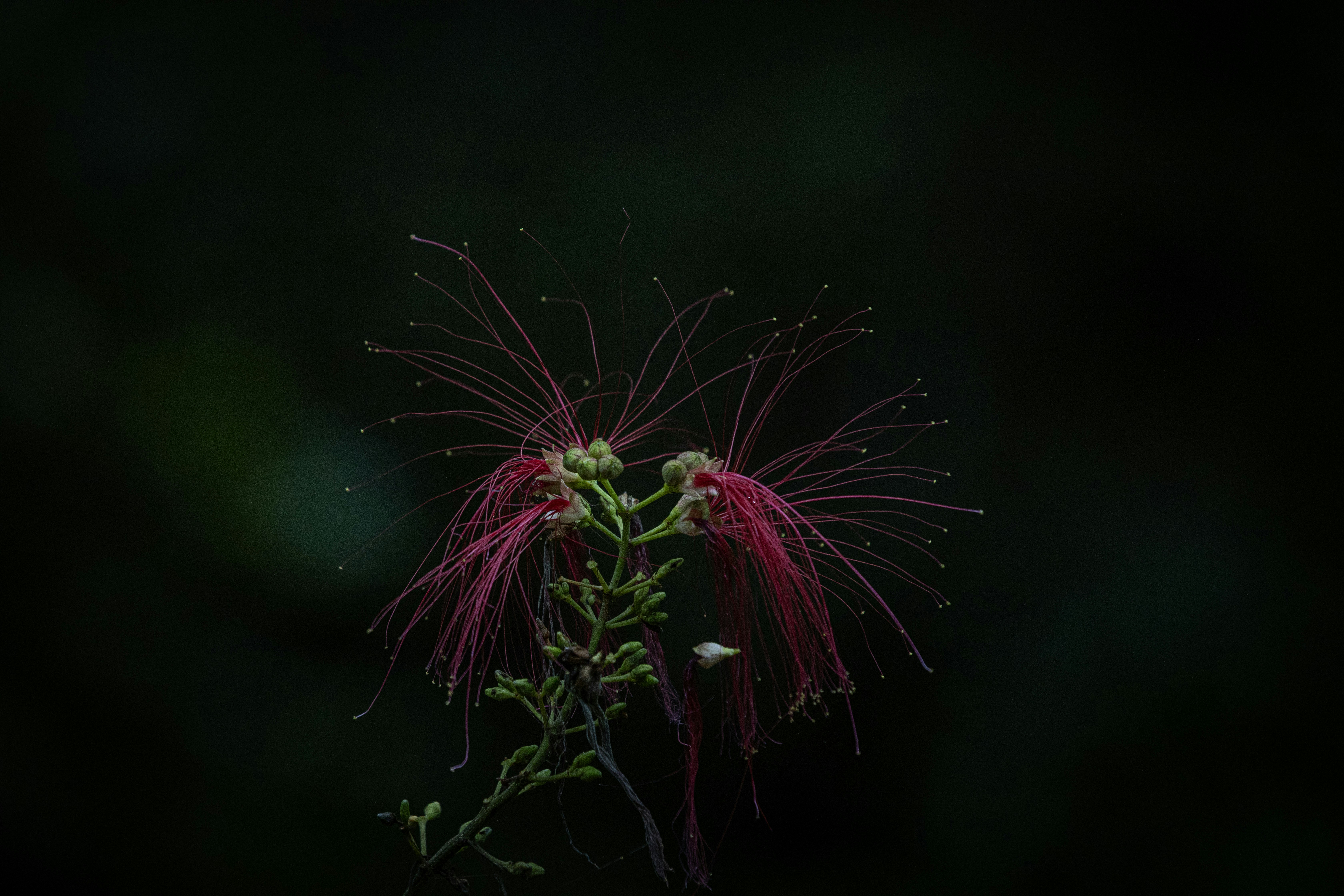 Whispers of Nature's Elegance