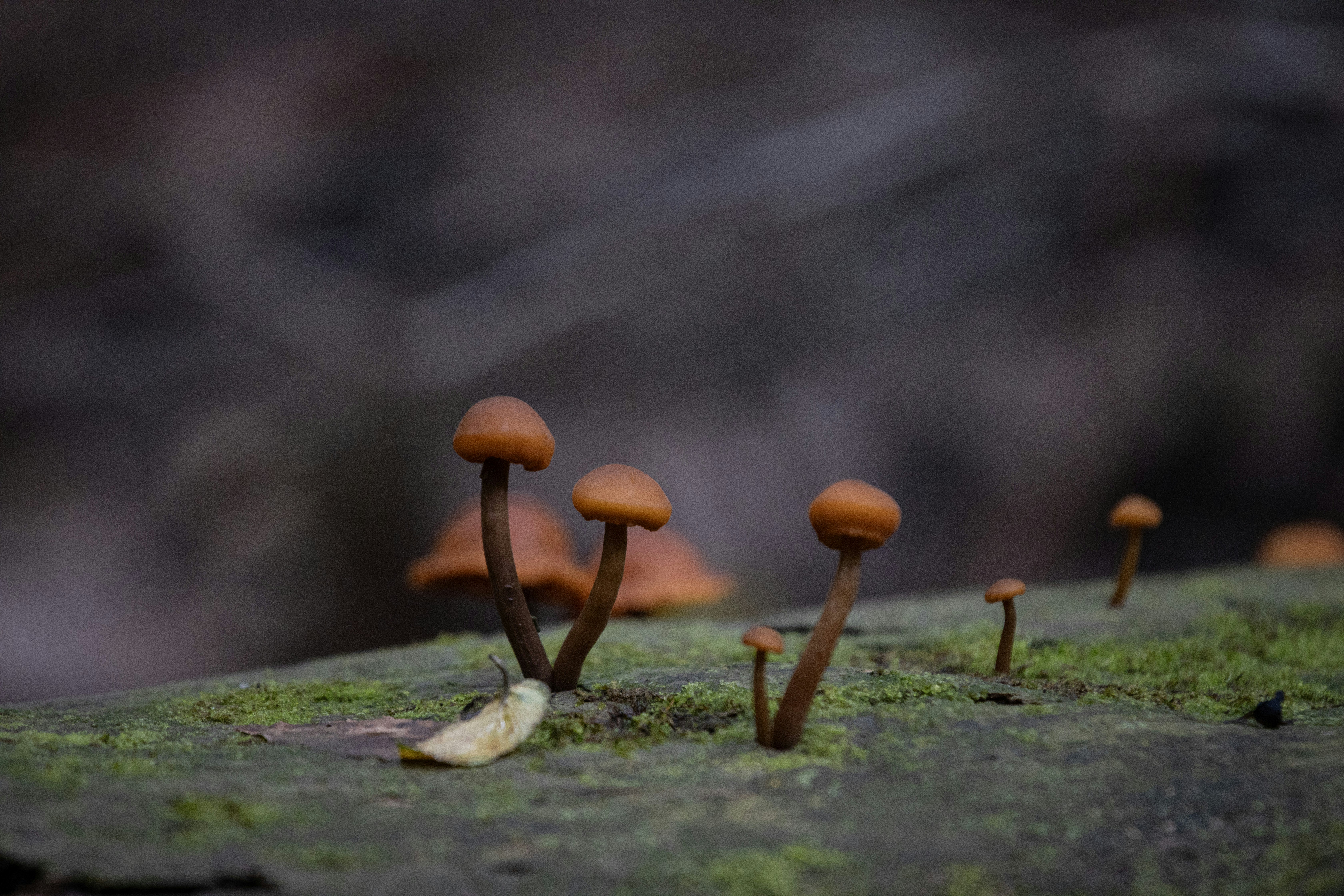 Mushrooms grow on a mossy log.