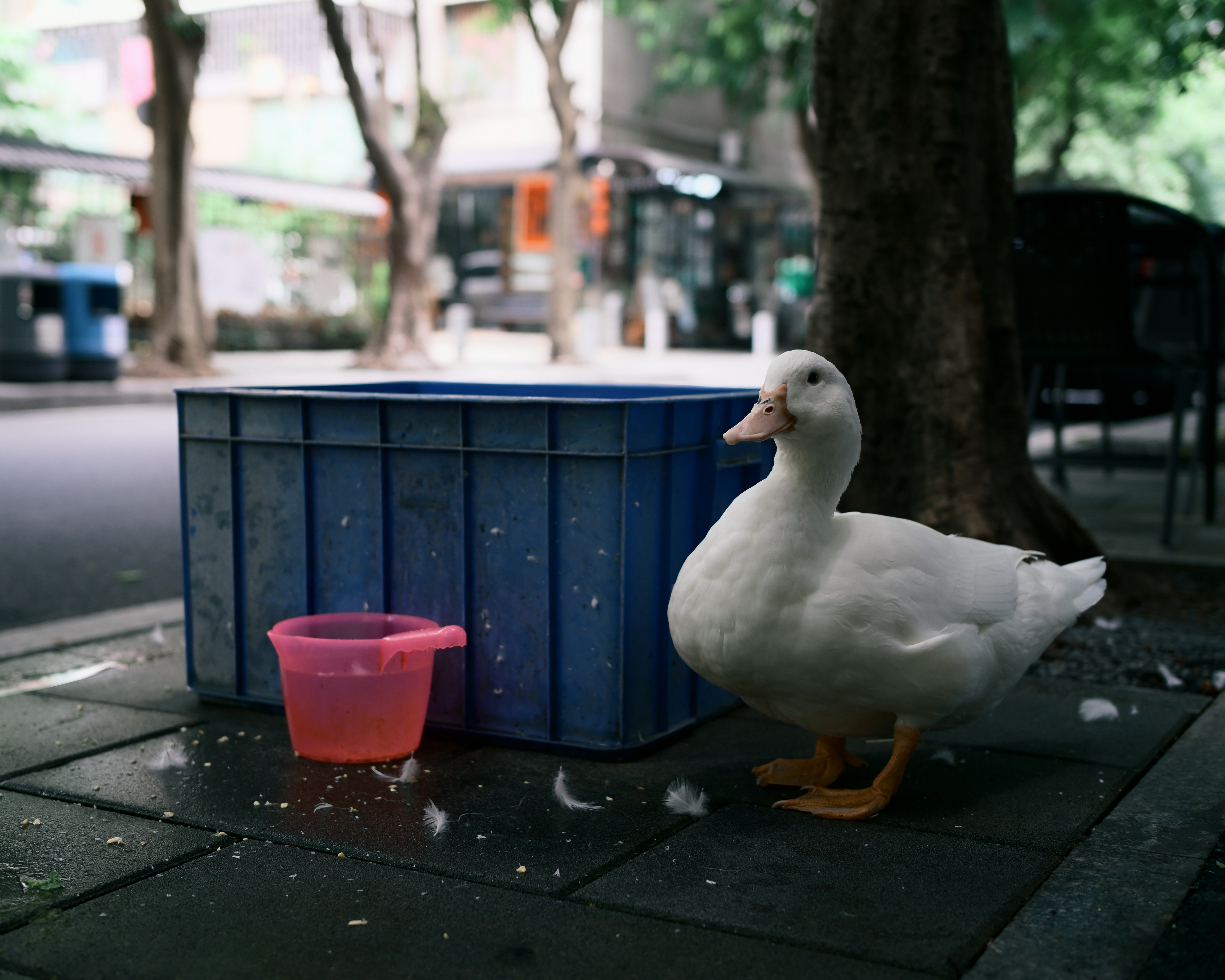 Urban Quack: A Duck's Day Out