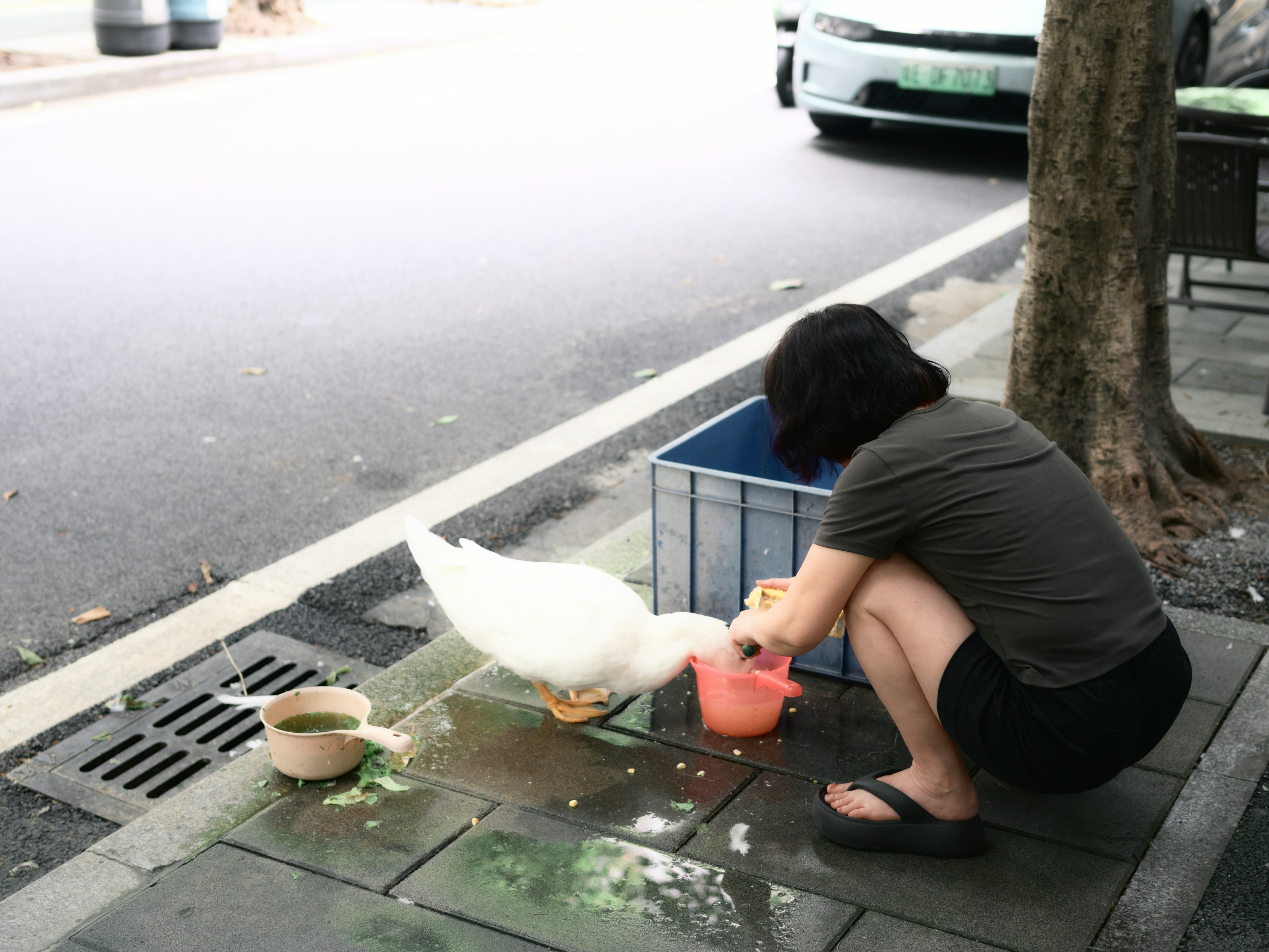 Woman feeds a duck on the sidewalk.