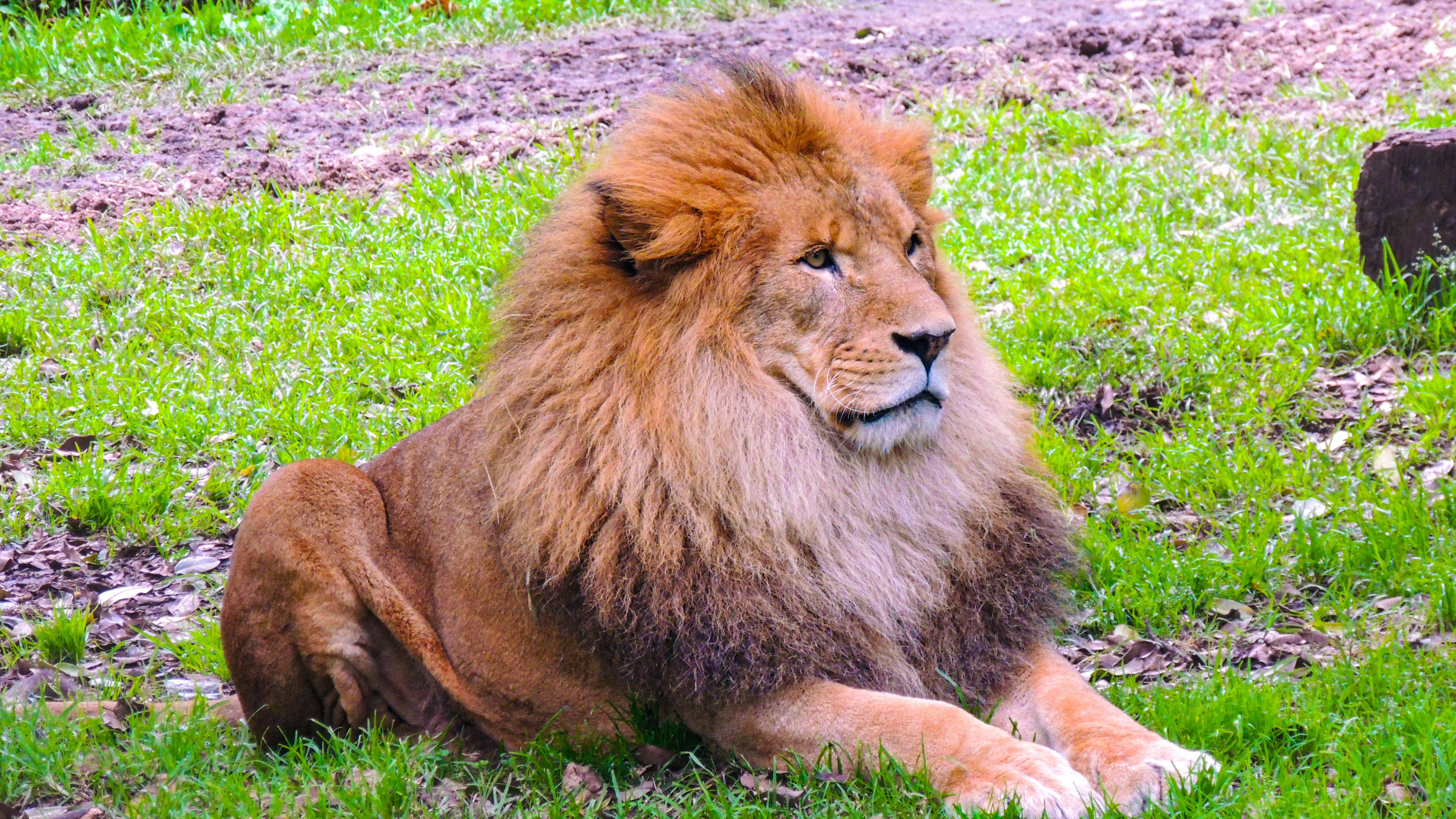 Regal Stillness: The King Surveys His Realm Portrait of a male lion resting on the grass. His thick mane and imposing presence convey both calm and strength. This image captures the majestic essence of the most iconic animal of the African savanna. | A majestic lion rests in the grass.