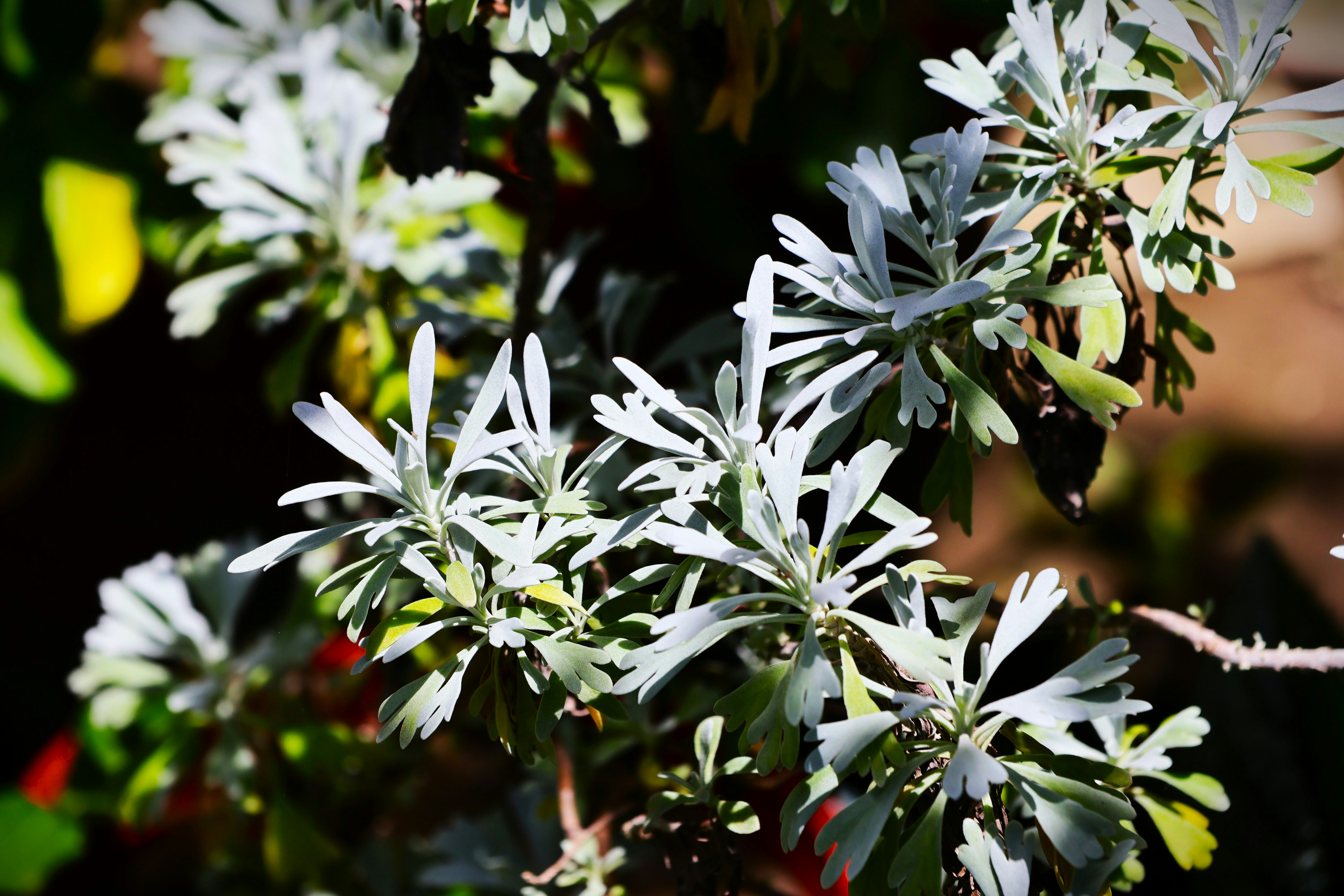 A quiet bloom, a fleeting color, a moment the world almost missed. Captured through my lens — where nature meets emotion. If you enjoy this style, feel free to visit my IG: @s_unnyli | Silvery leaves of a plant are in the sunlight.