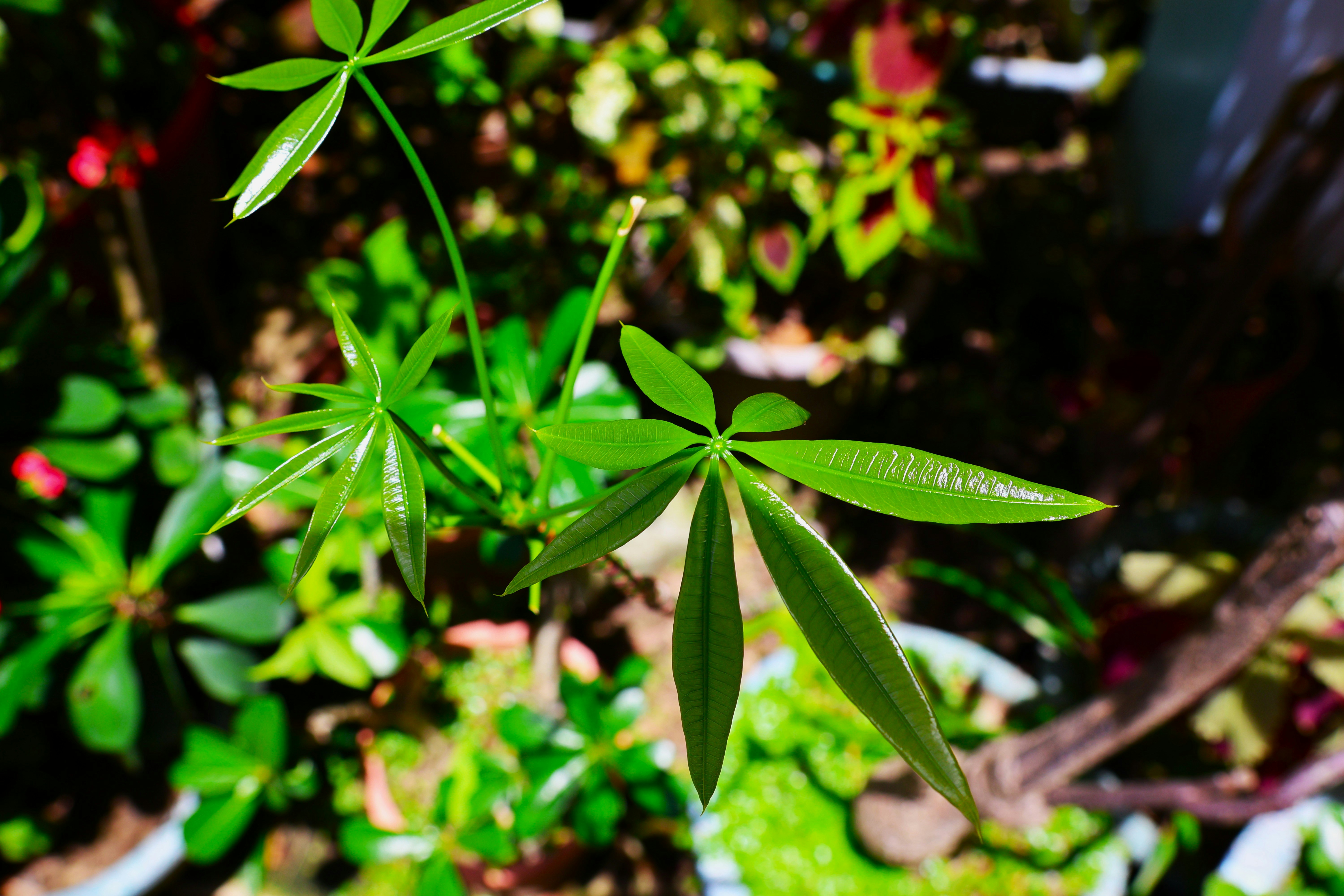 Verdant Elegance: A Study in Greenery