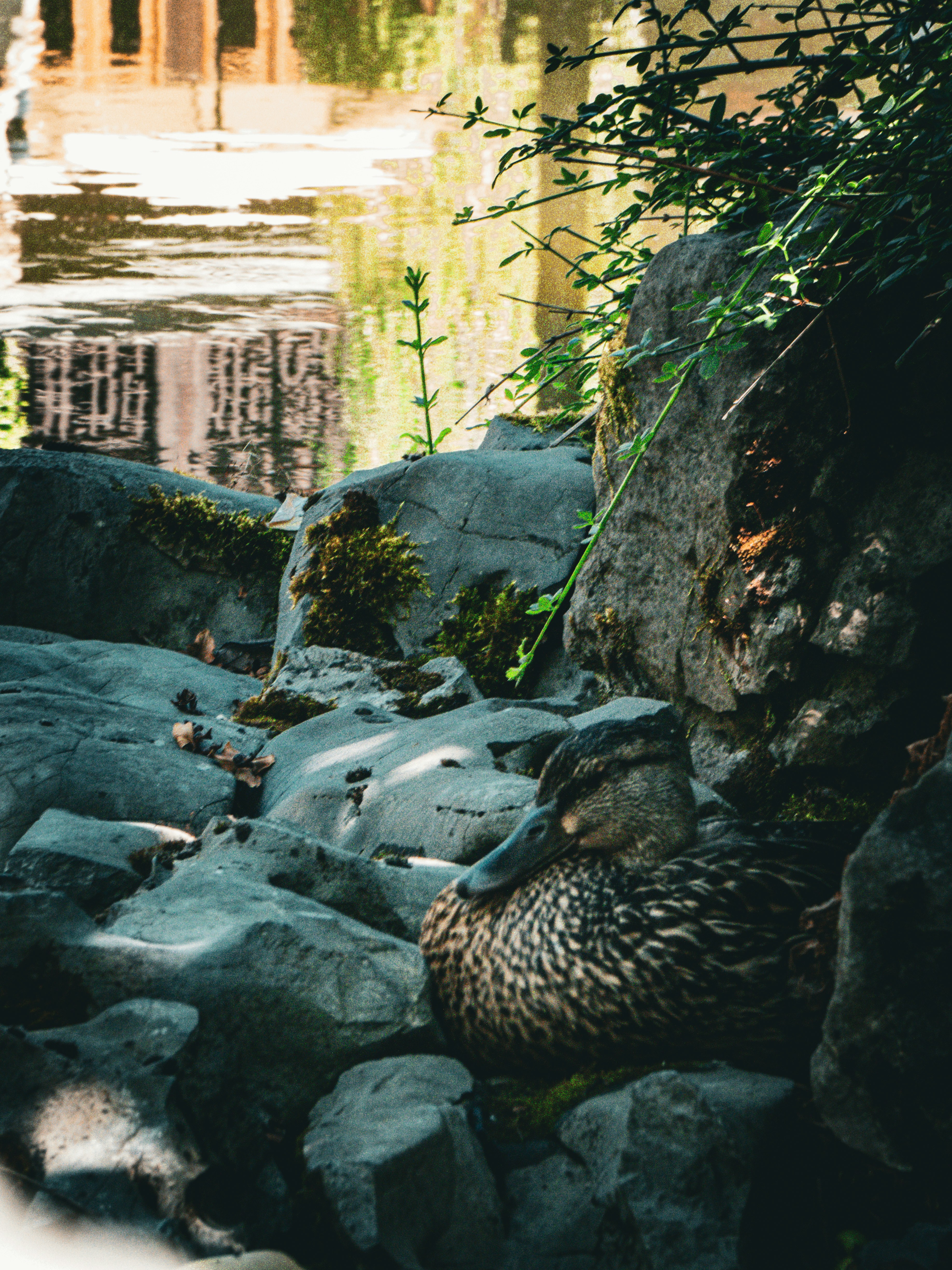 Serene Refuge by the Water's Edge