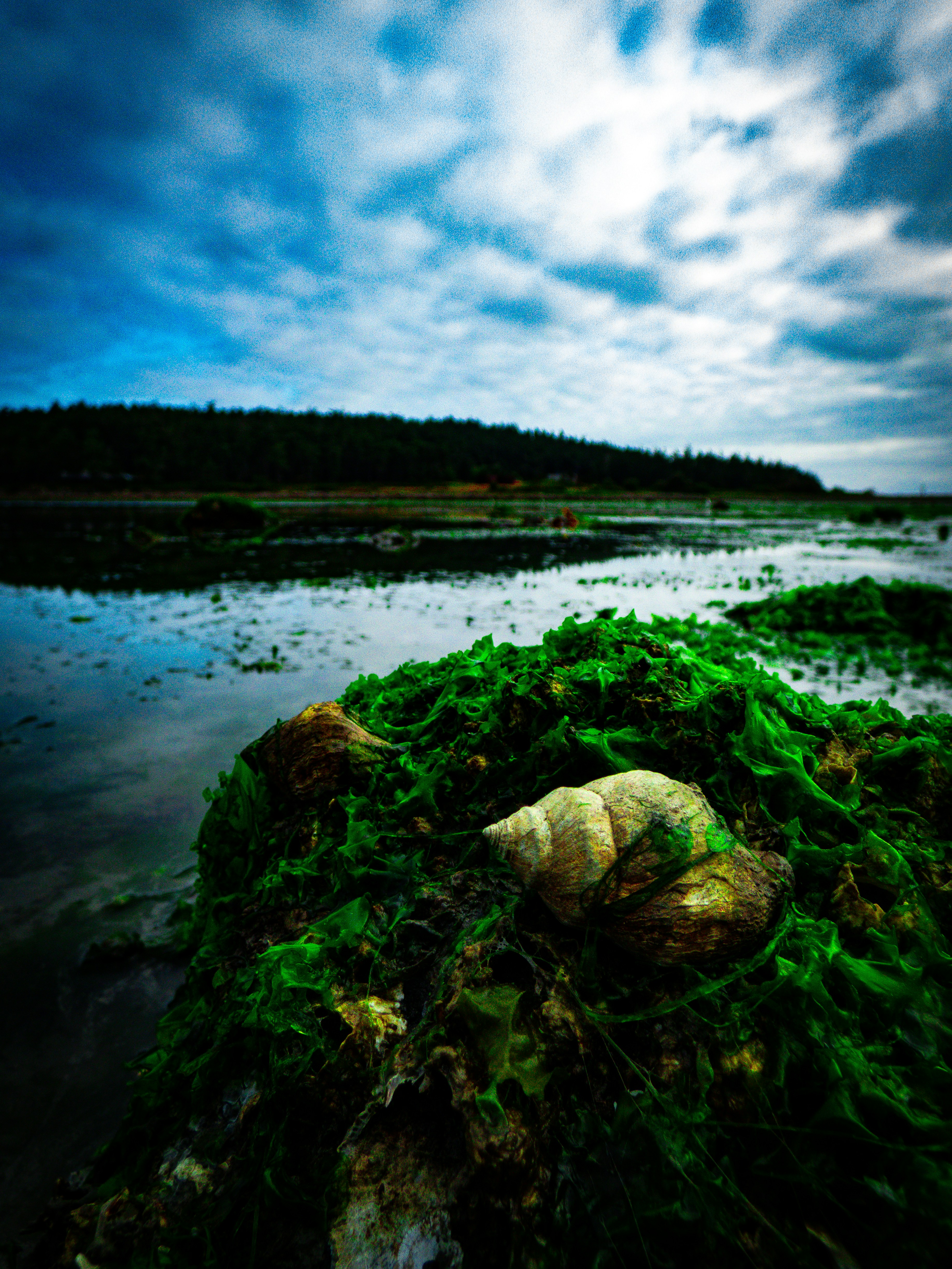Vibrant green algae clusters drape a rugged rock at the water's edge, with a reflective tidal inlet and distant forest under a cloudy sky.