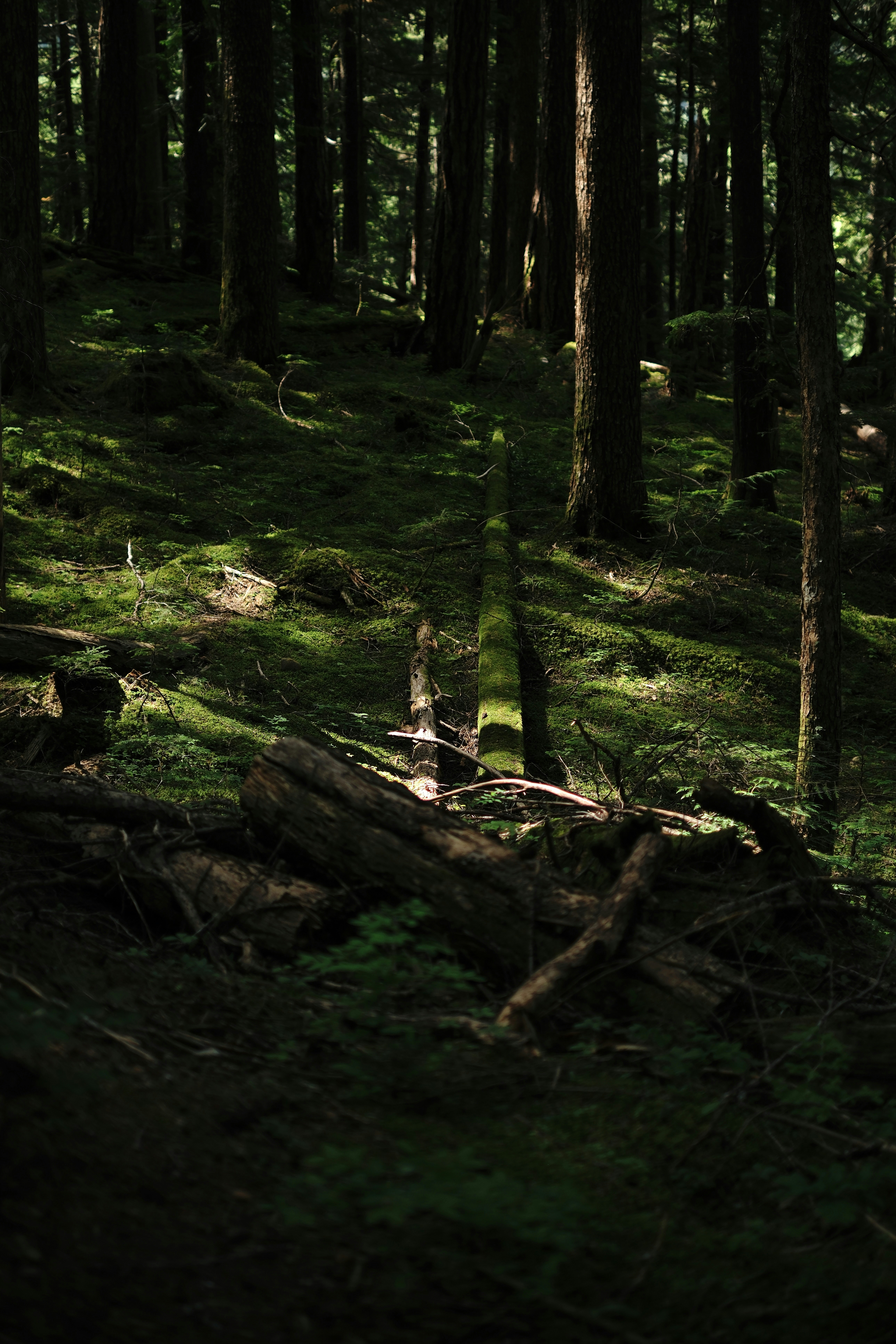 Sunlight filters through towering trees, illuminating patches of moss and fallen logs in a serene forest setting.