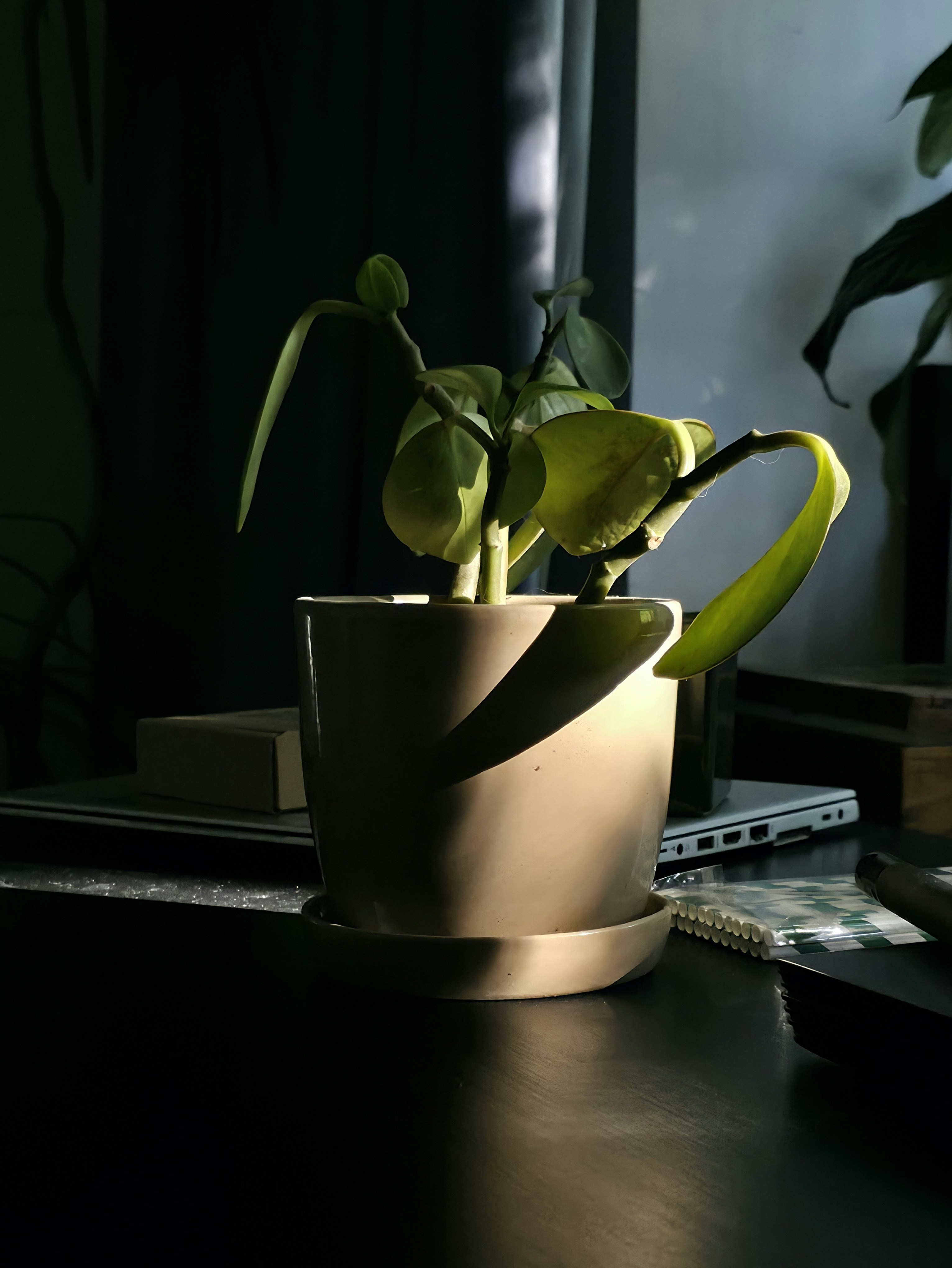 A potted plant basks in sunlight.