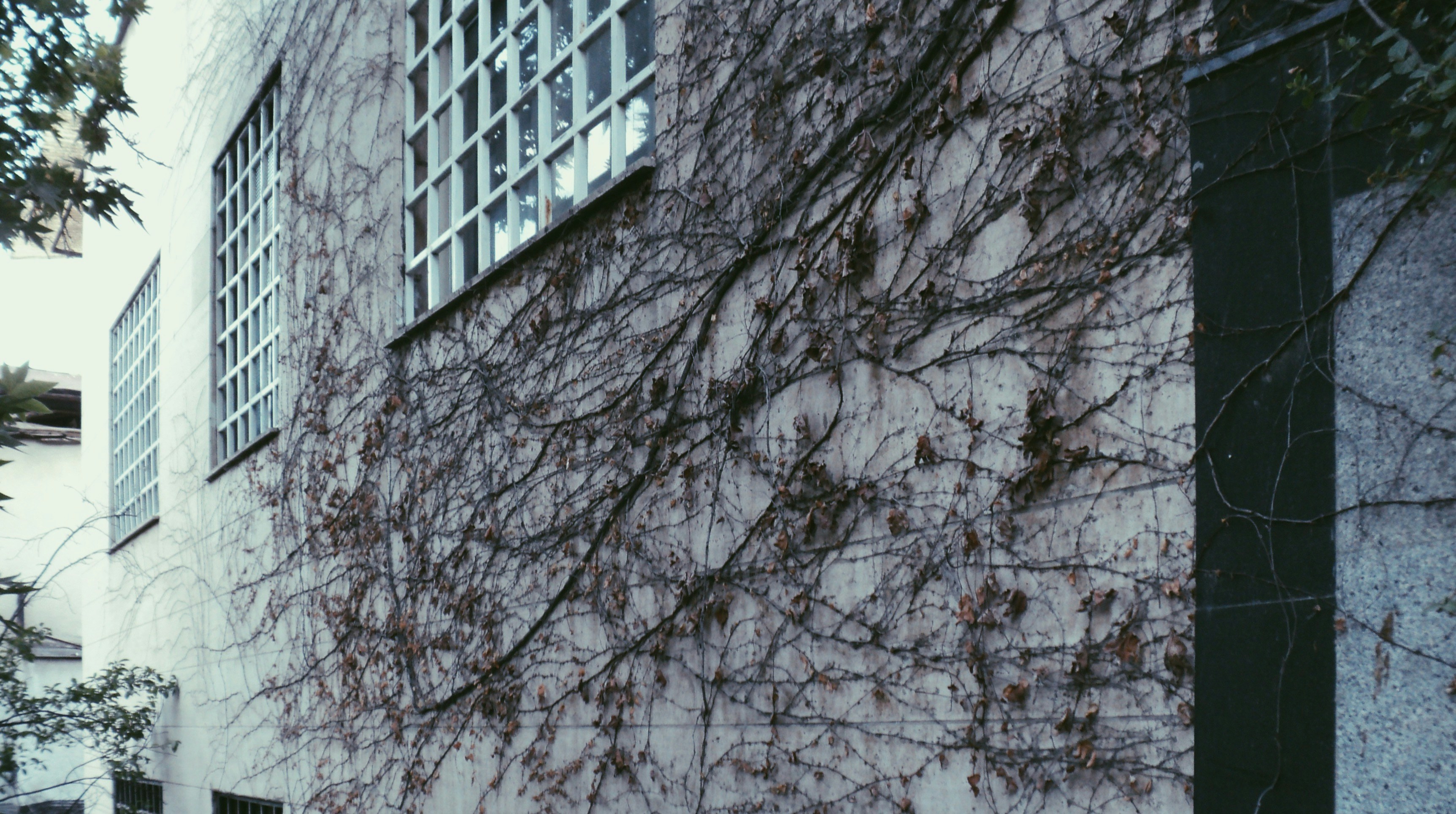 Listening to the wall breathe. | Vines climb a textured wall with windows.