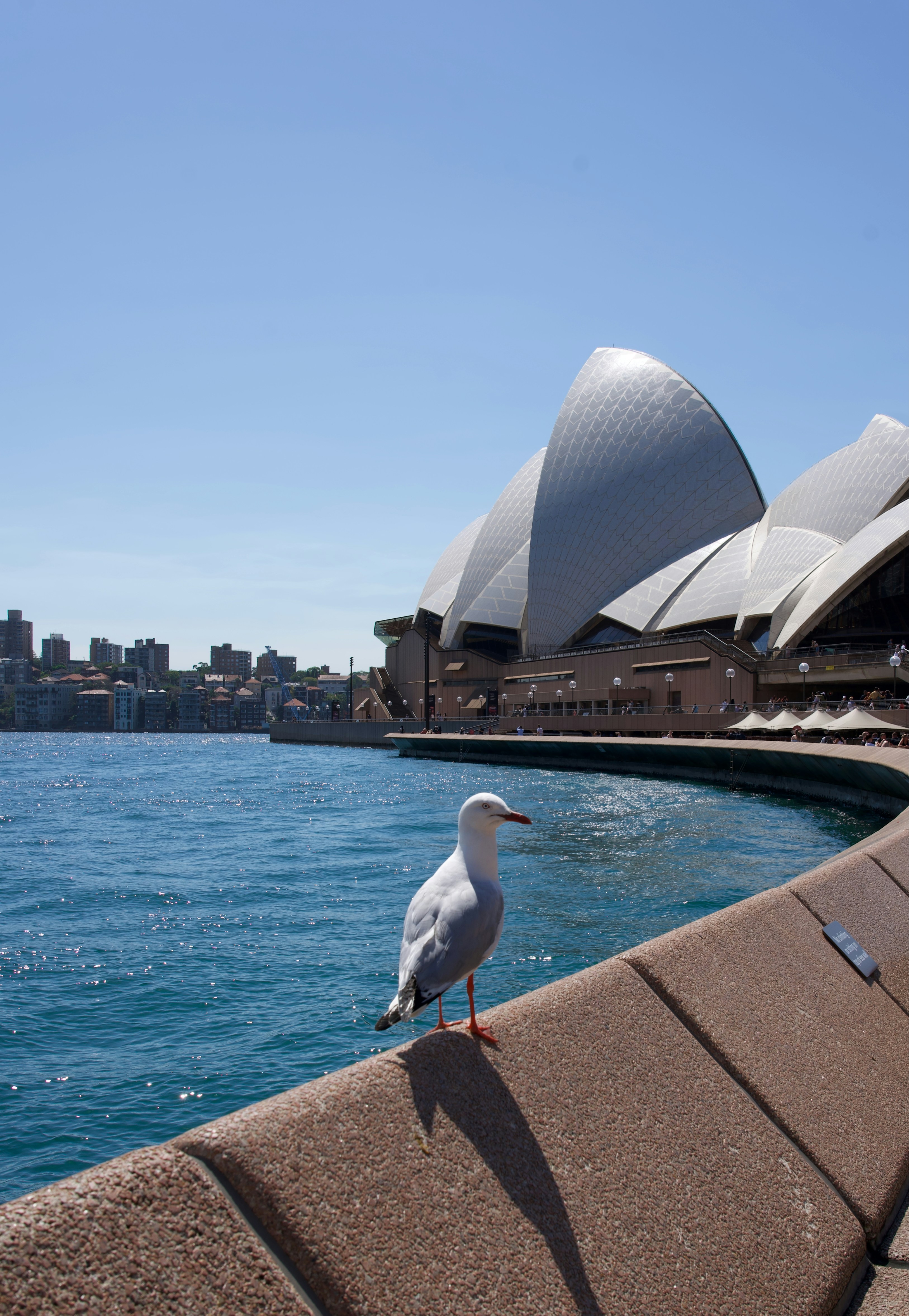 A seagull stands calmly on the edge of the Sydney Opera House promenade, with the iconic sails gleaming under the clear blue sky | Seagull perched in front of the sydney opera house.