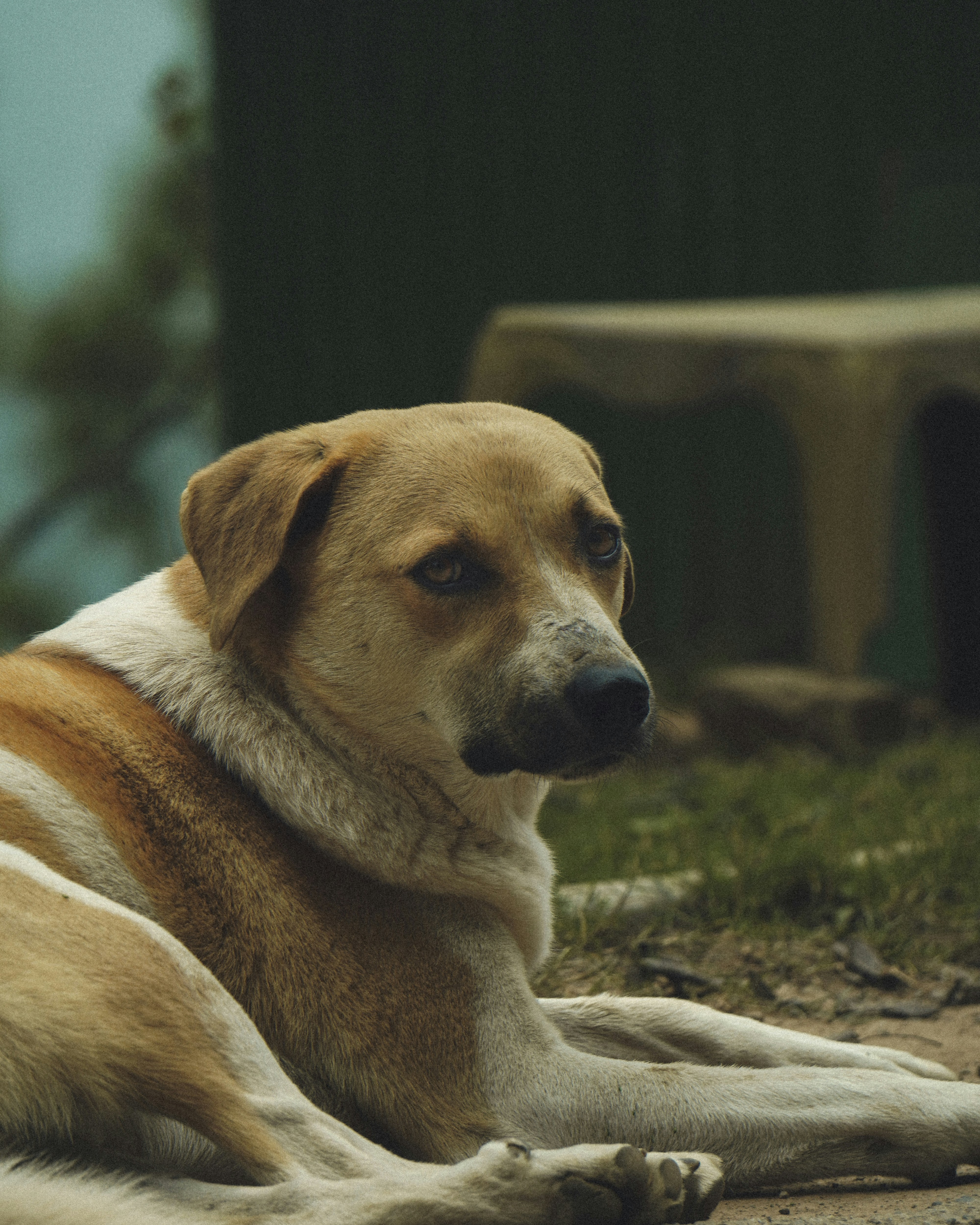 Himalayan dog chilling | A calm, brown and white dog is relaxing.