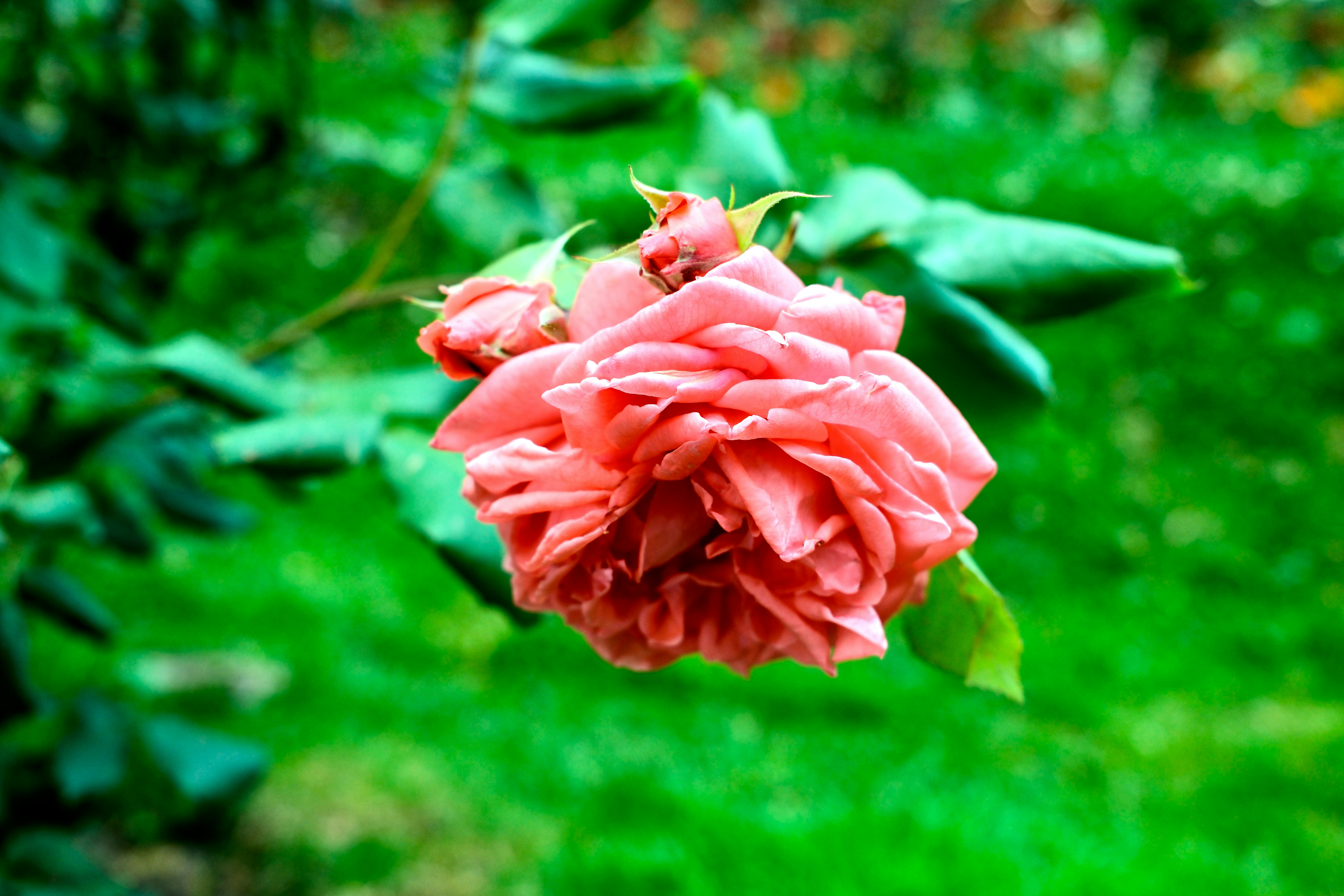 Whispers of Spring: The Blooming Elegance