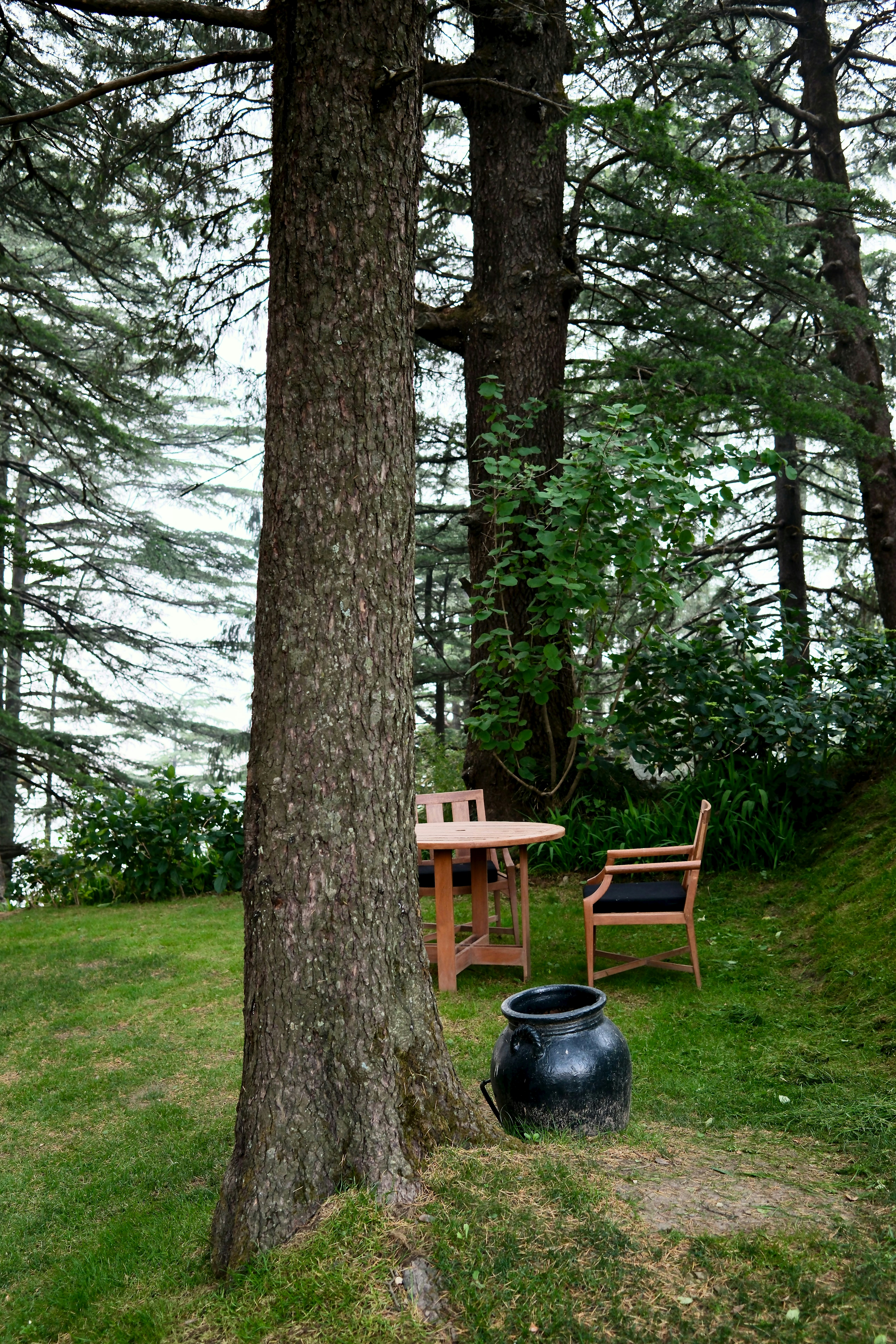 Understorey Rendezvous: A Rustic Table Scene in the Pines