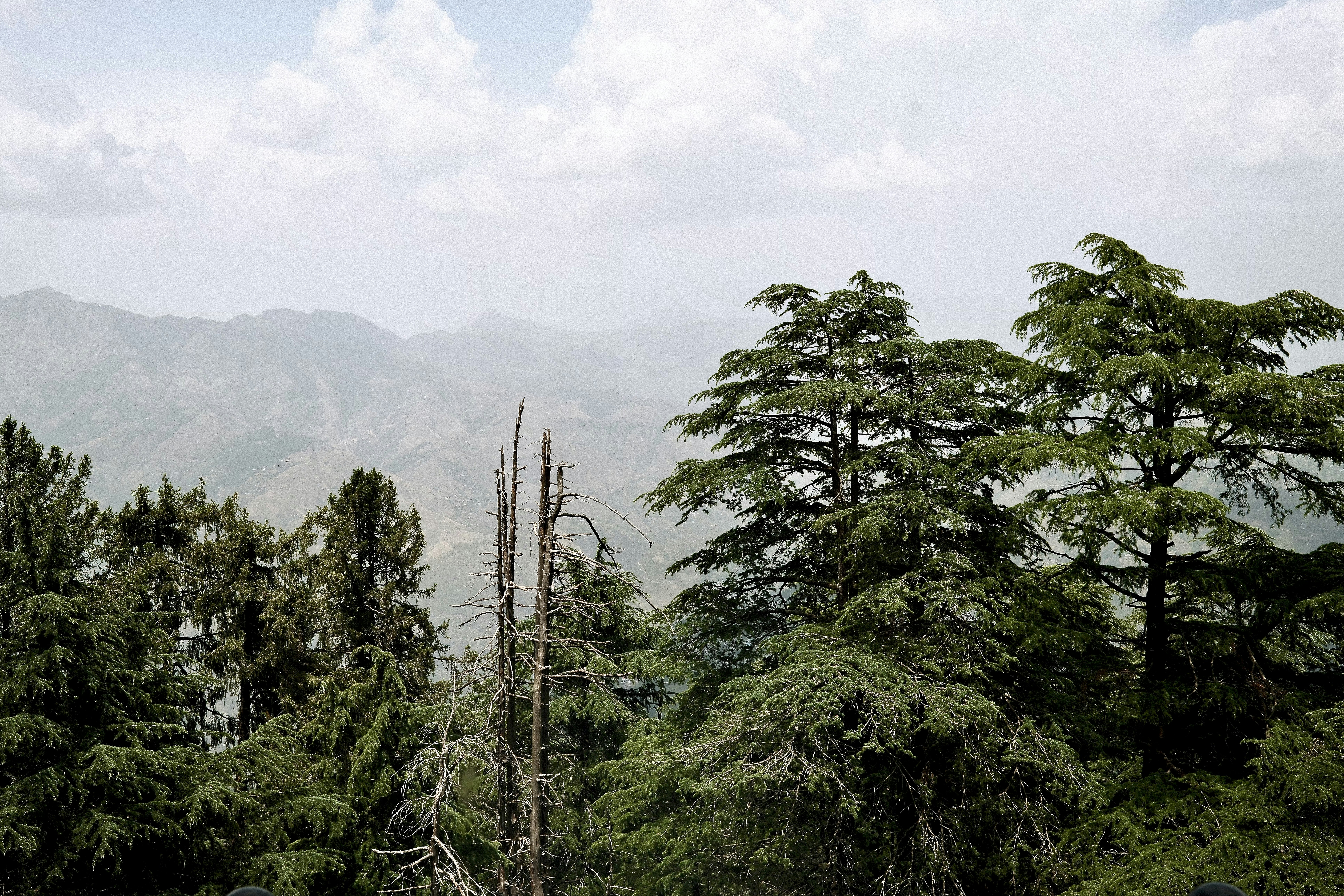 Whispers of the Mountain Canopy