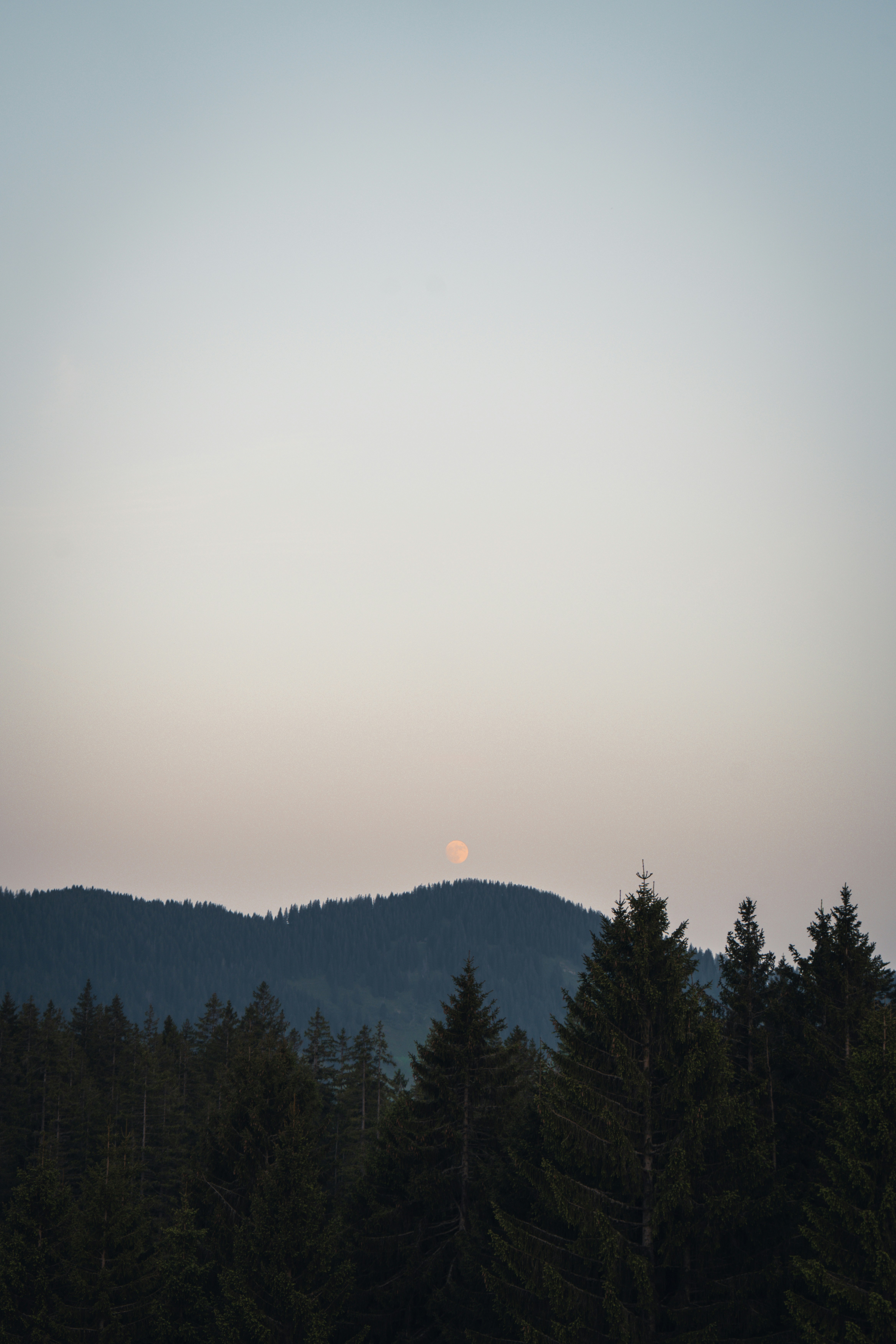 Whispers of Dusk Over the Pines