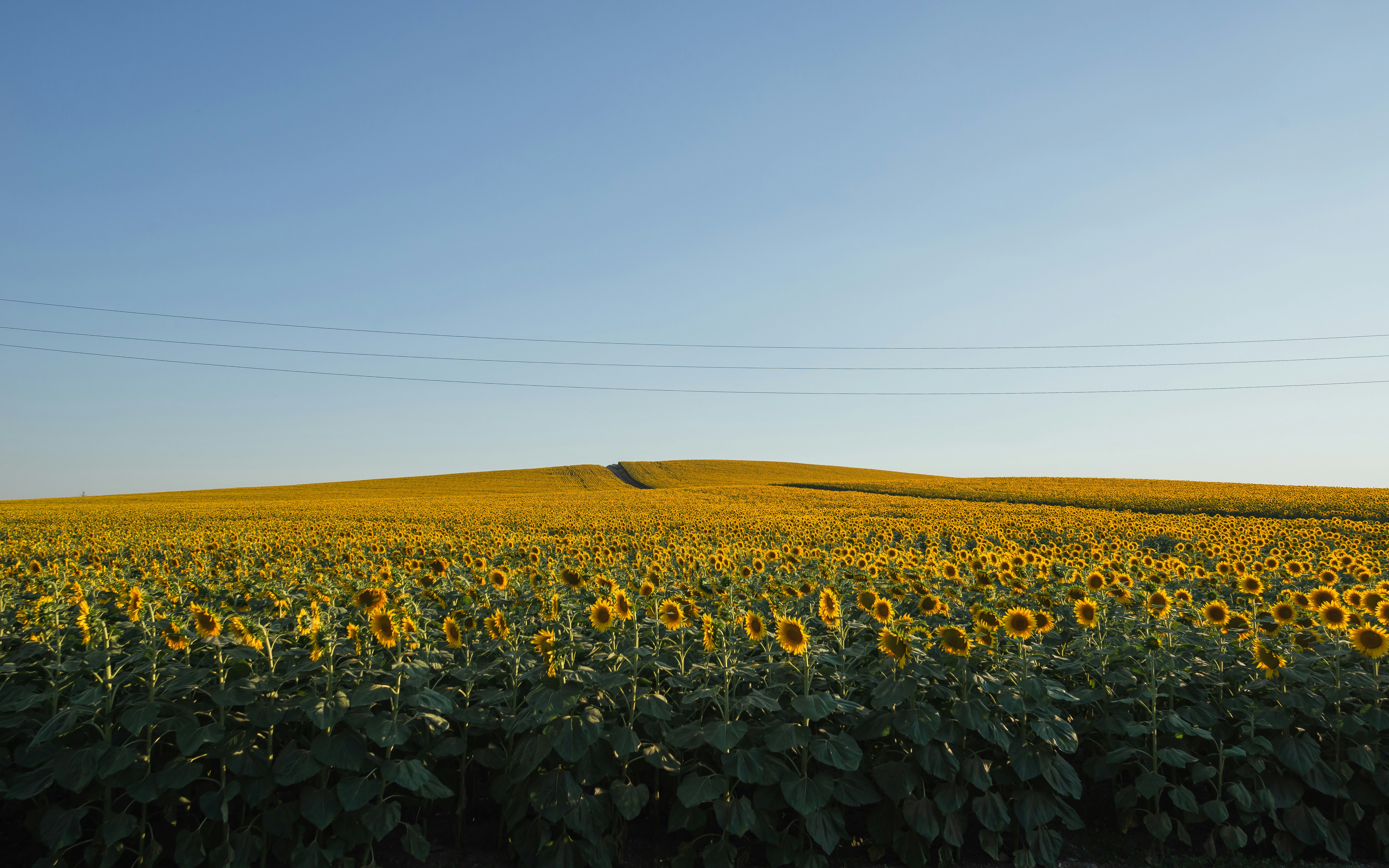 A sunflowers field in the summer | Sunflowers bloom in a golden field.