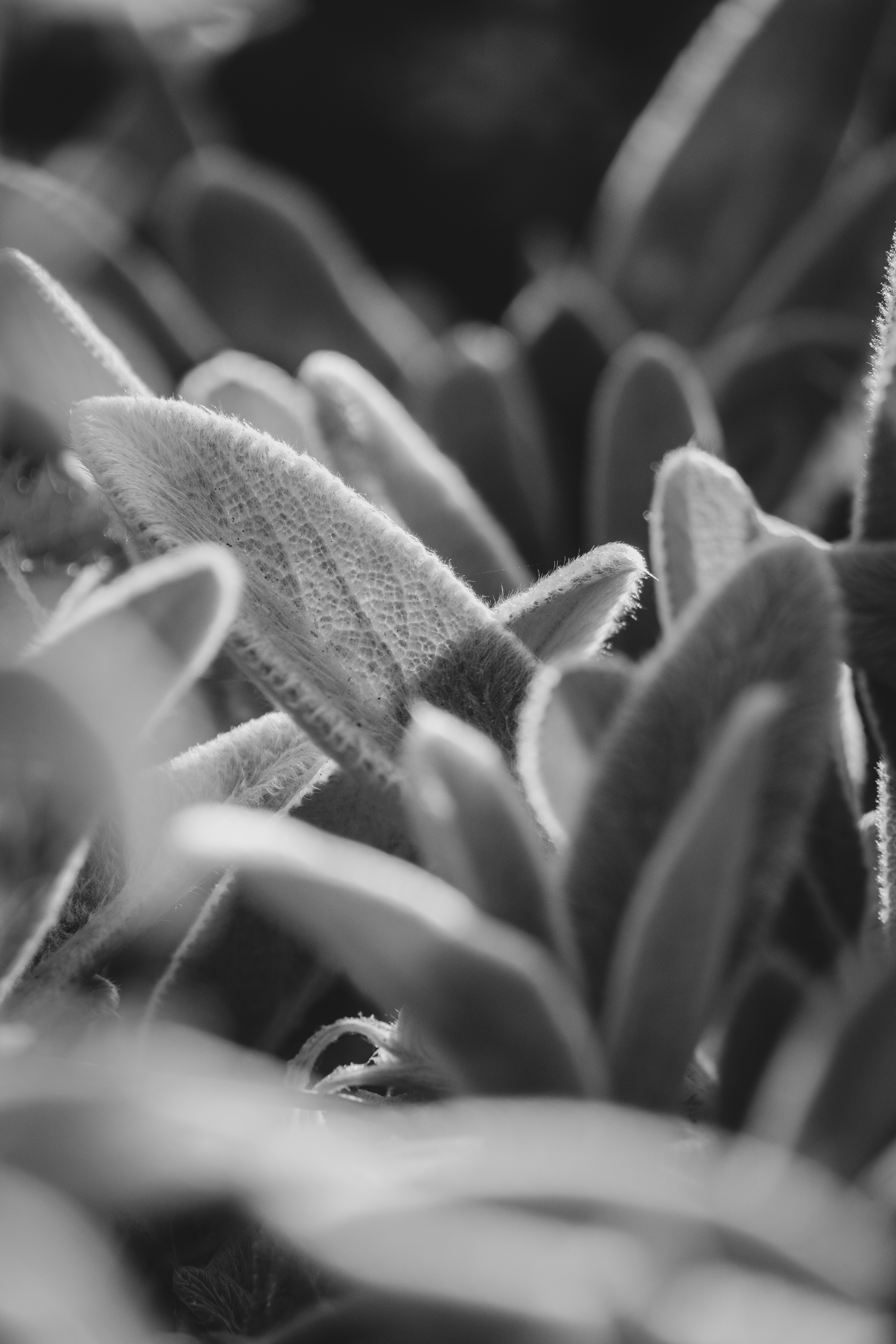 Whispers of Nature: A Monochrome Study of Foliage