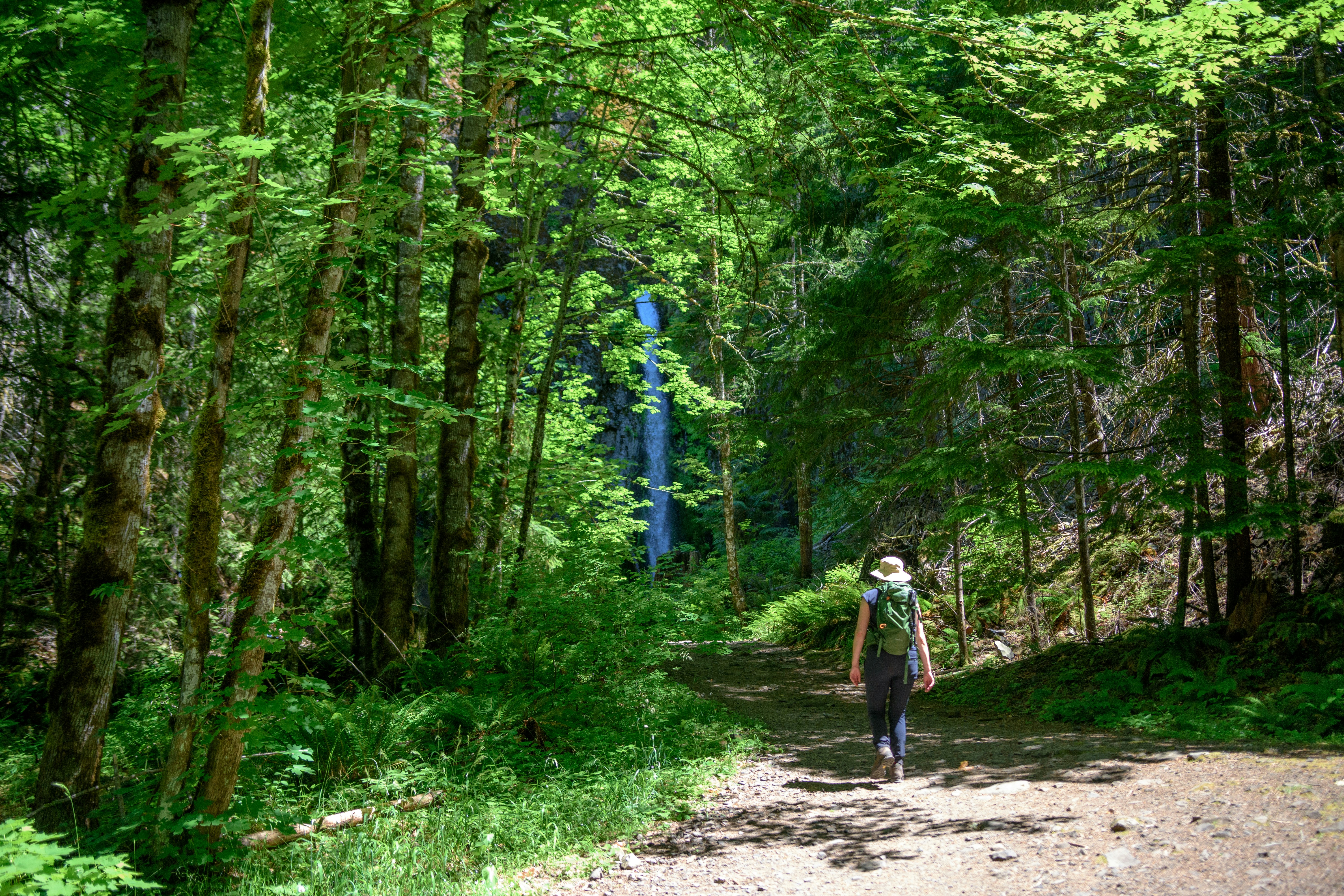 A hiker walks through a lush, green forest.
